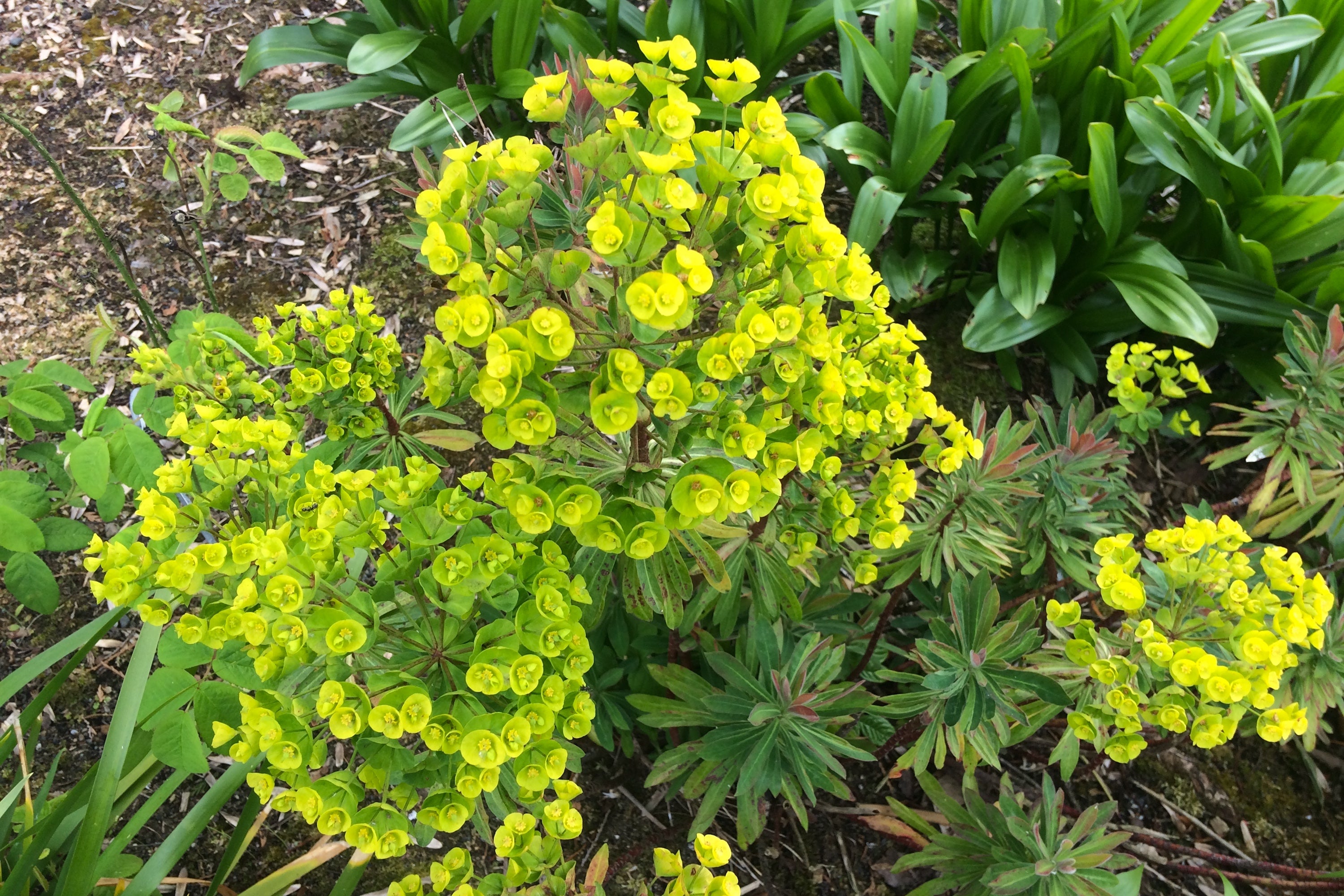 Euphorbia Redwing = 'Charam' – Ballyrobert Gardens