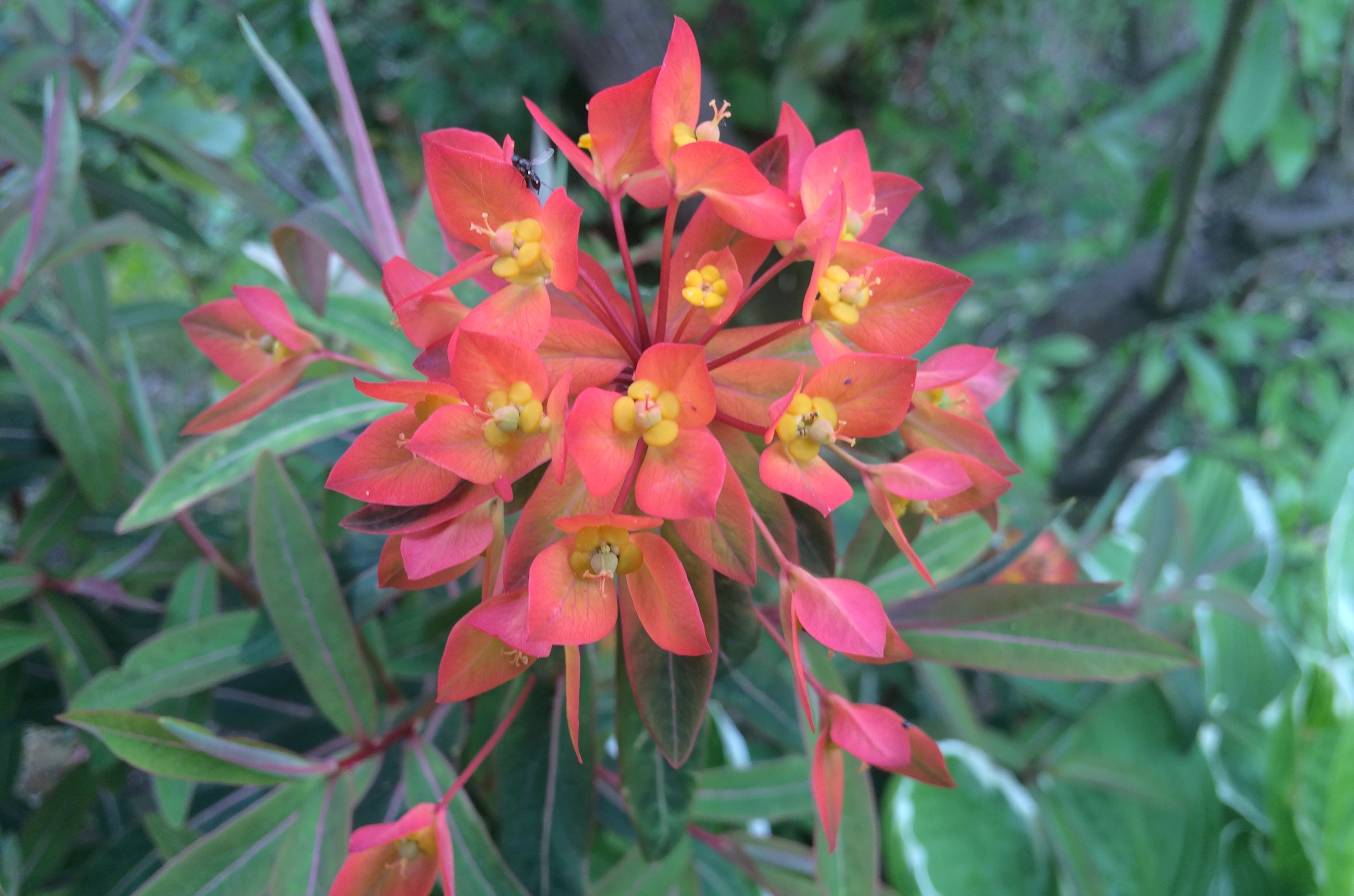 Euphorbia griffithii 'Fireglow' – Ballyrobert Gardens