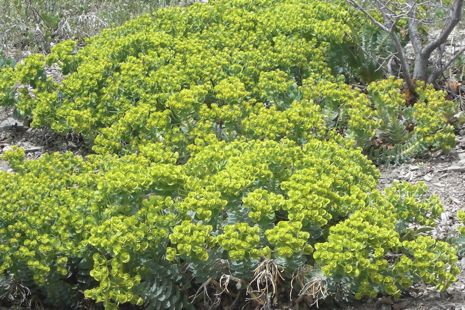 Euphorbia myrsinites – Ballyrobert Gardens