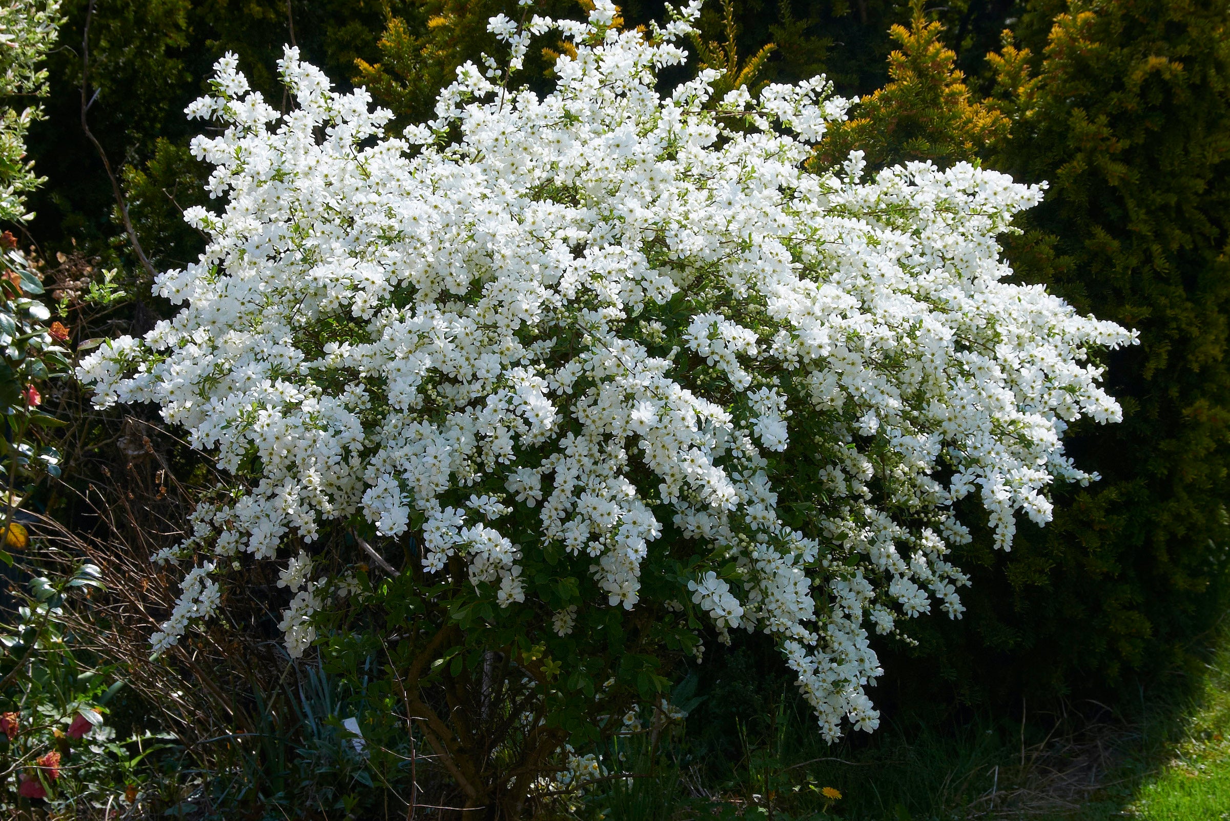 Exochorda x macrantha 'The Bride' – Ballyrobert Gardens