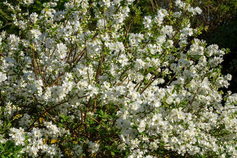 Exochorda x macrantha 'The Bride' – Ballyrobert Gardens