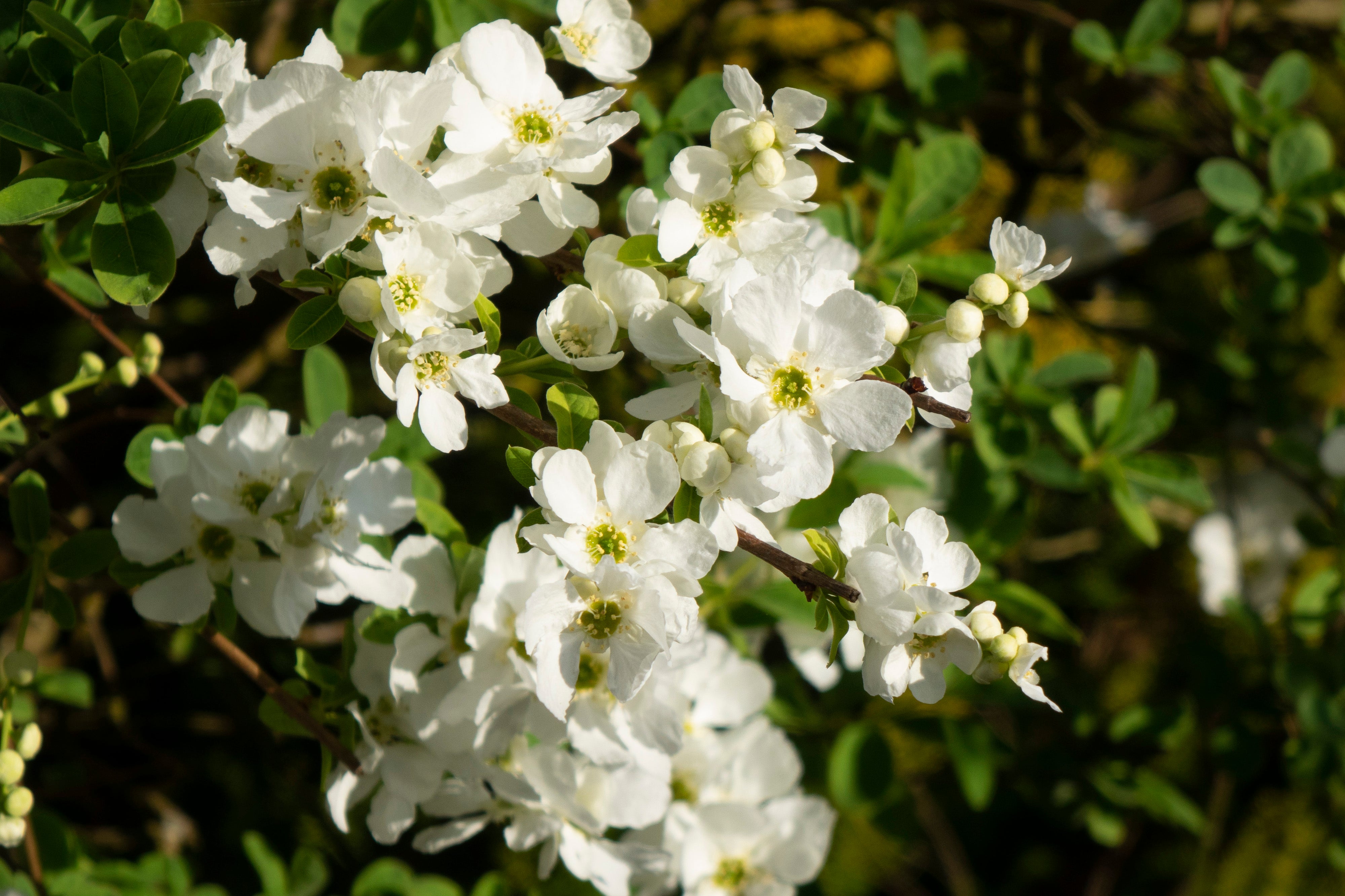 Exochorda x macrantha 'The Bride' – Ballyrobert Gardens
