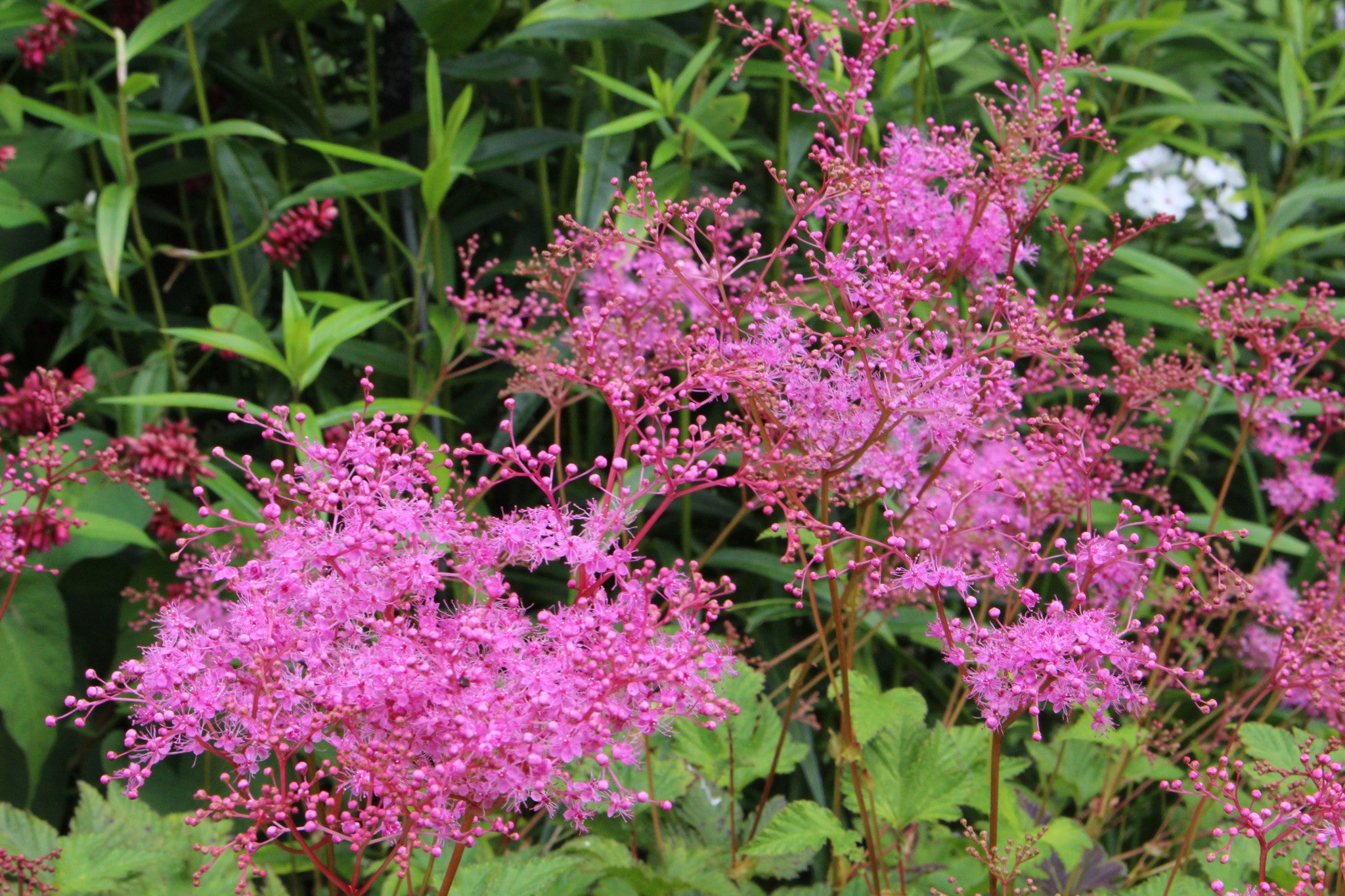 Filipendula 'Kahome' – Ballyrobert Gardens