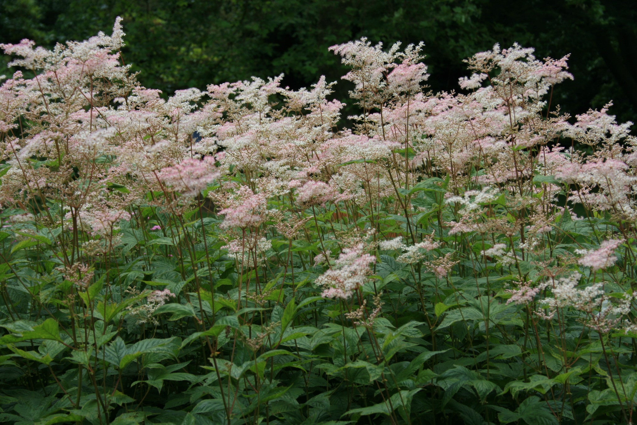 Filipendula purpurea 'Elegans' – Ballyrobert Gardens