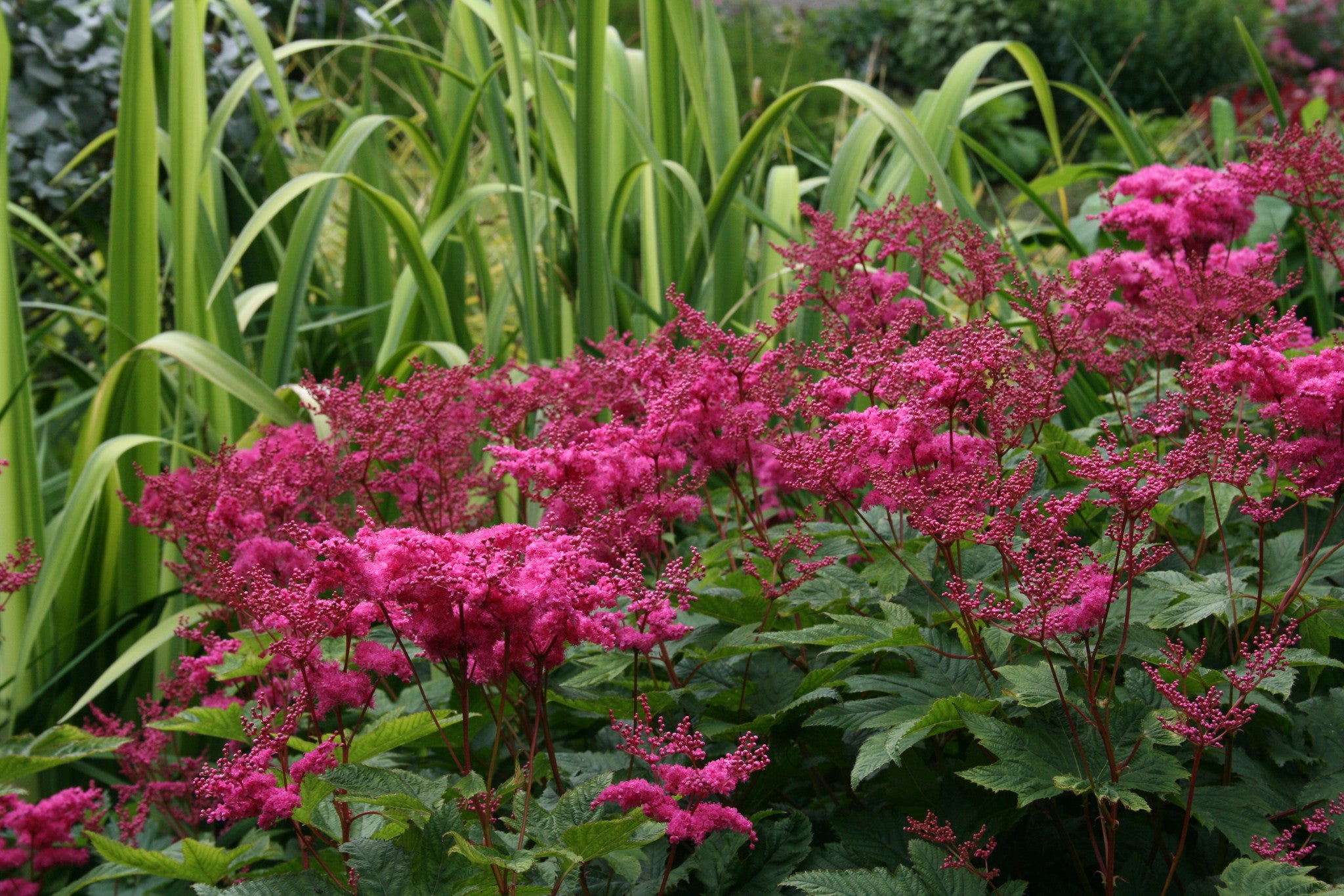 Filipendula palmata 'Rubra' – Ballyrobert Gardens