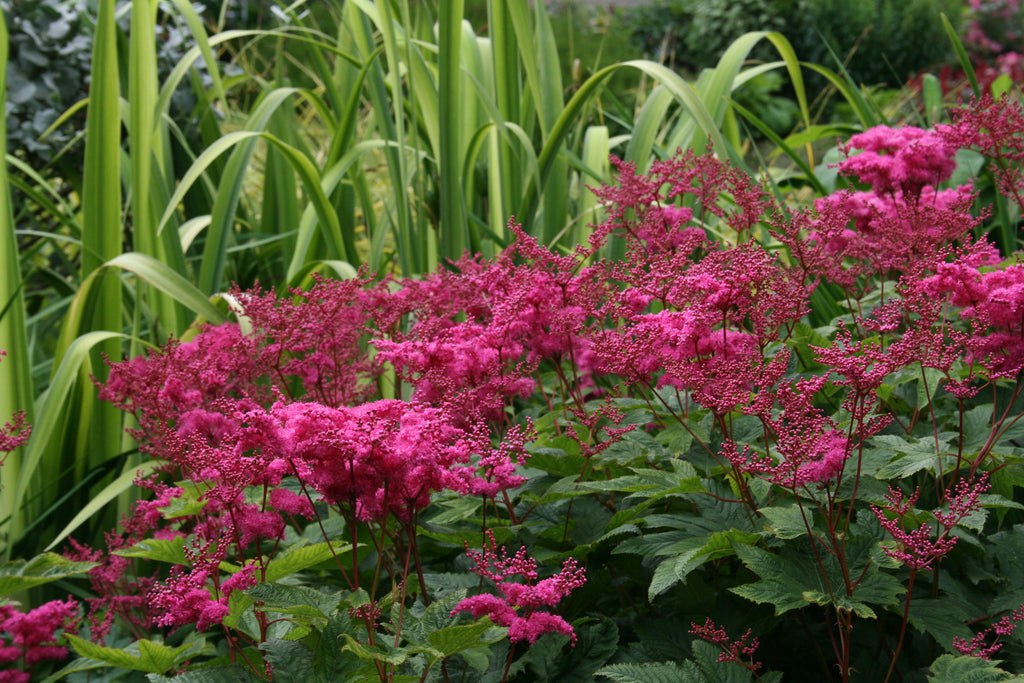 Filipendula palmata 'Rubra' – Ballyrobert Gardens