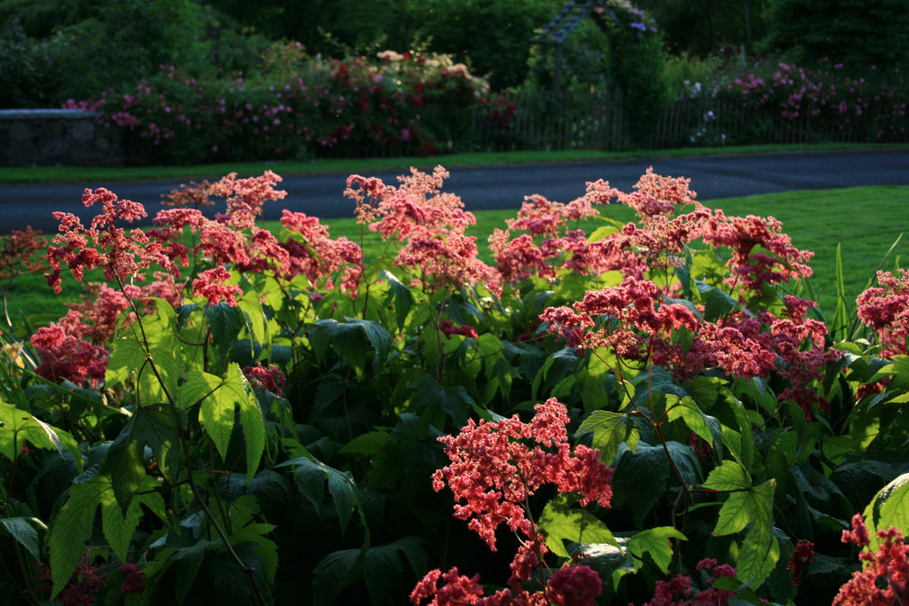 Filipendula palmata 'Rubra' – Ballyrobert Gardens