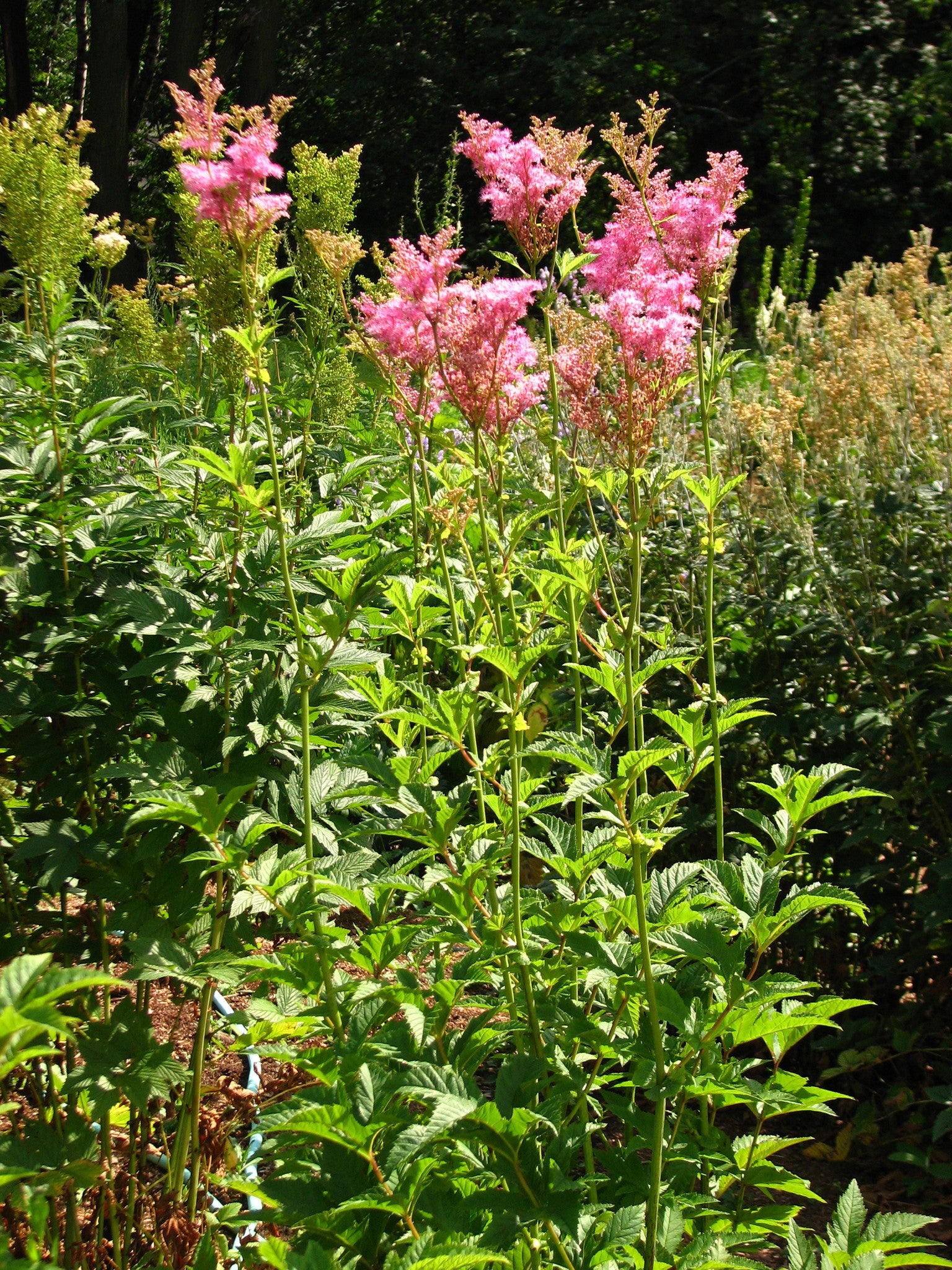 Filipendula rubra 'Venusta' – Ballyrobert Gardens