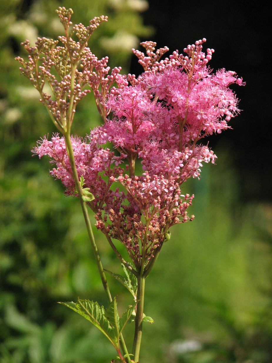 Filipendula rubra 'Venusta' – Ballyrobert Gardens