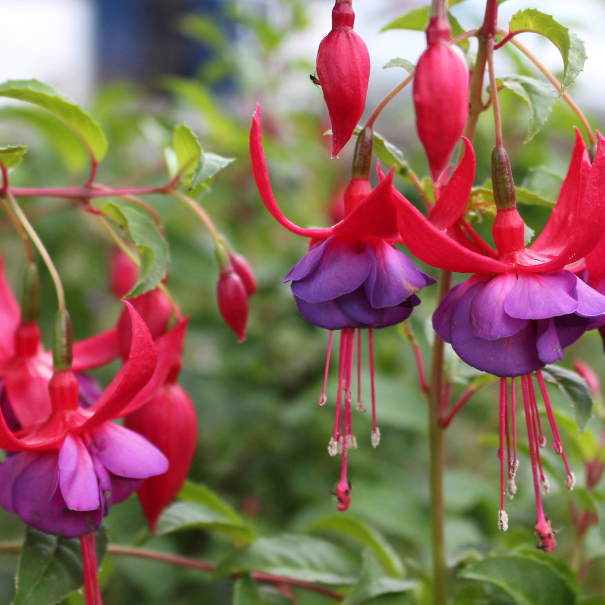 Fuchsia 'Army Nurse' – Ballyrobert Gardens