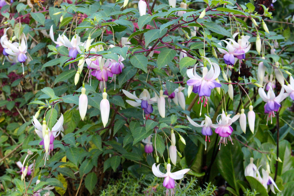 Fuchsia 'Delta's Sara' – Ballyrobert Gardens