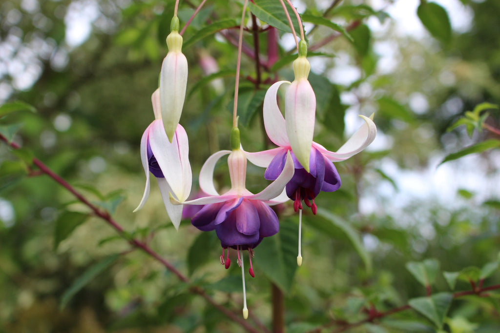 Fuchsia 'Delta's Sara' – Ballyrobert Gardens