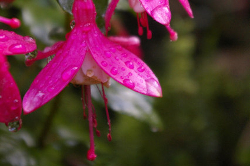fuchsia 'lady thumb