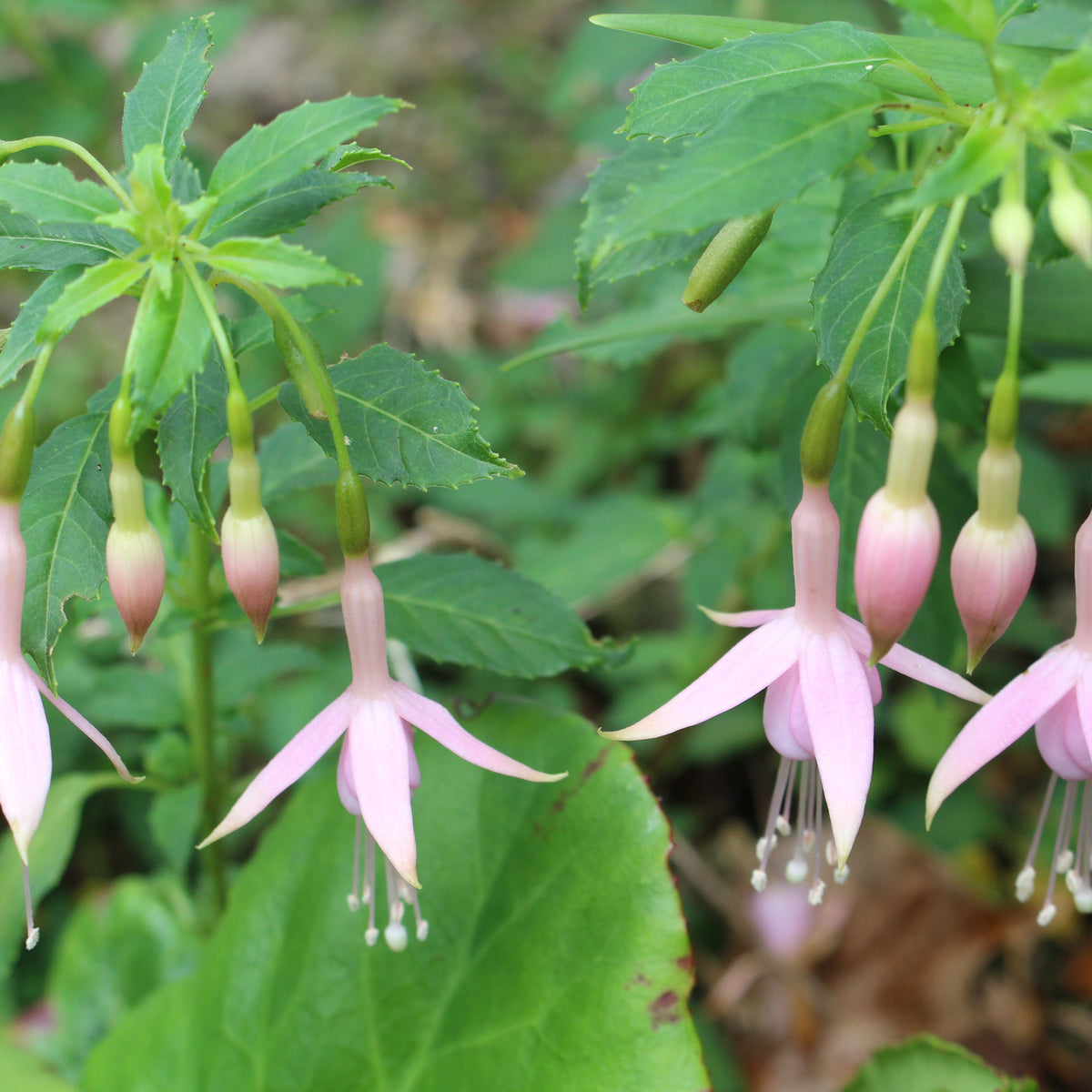 Fuchsia 'Mrs W.P. Wood' – Ballyrobert Gardens