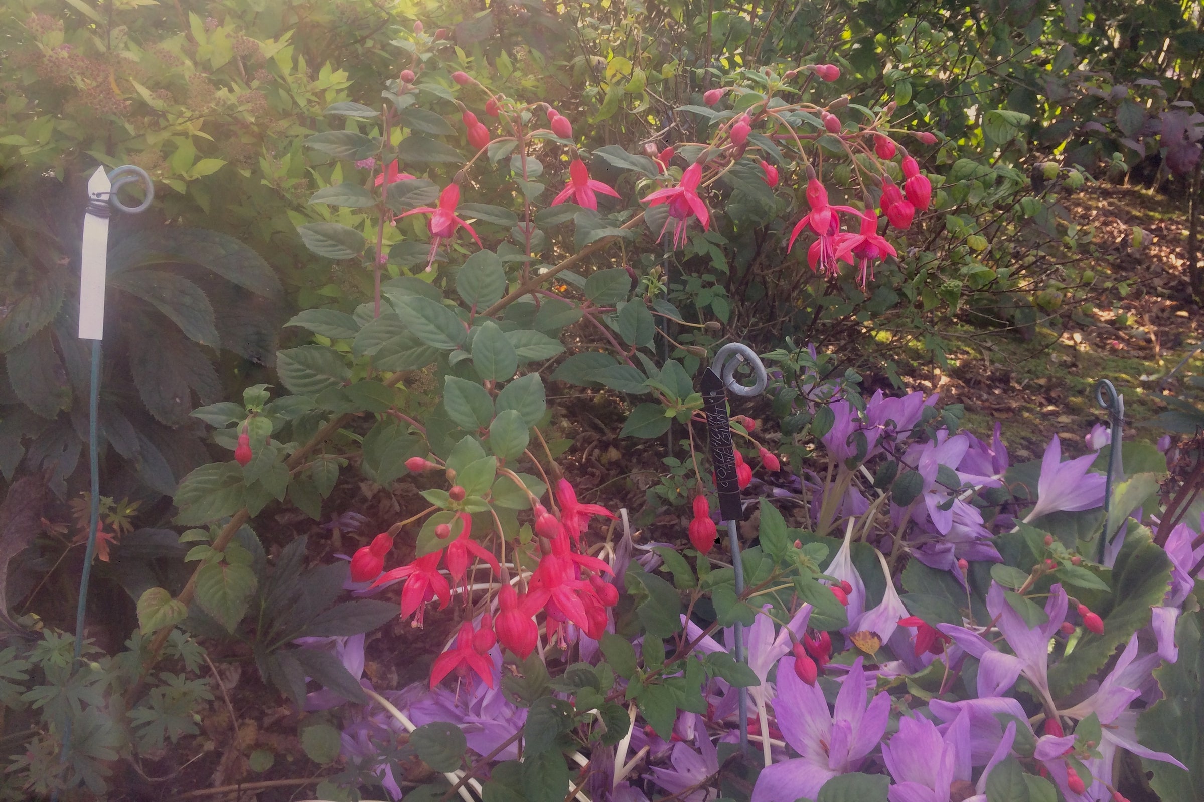 Fuchsia 'Phyllis' (d) – Ballyrobert Gardens