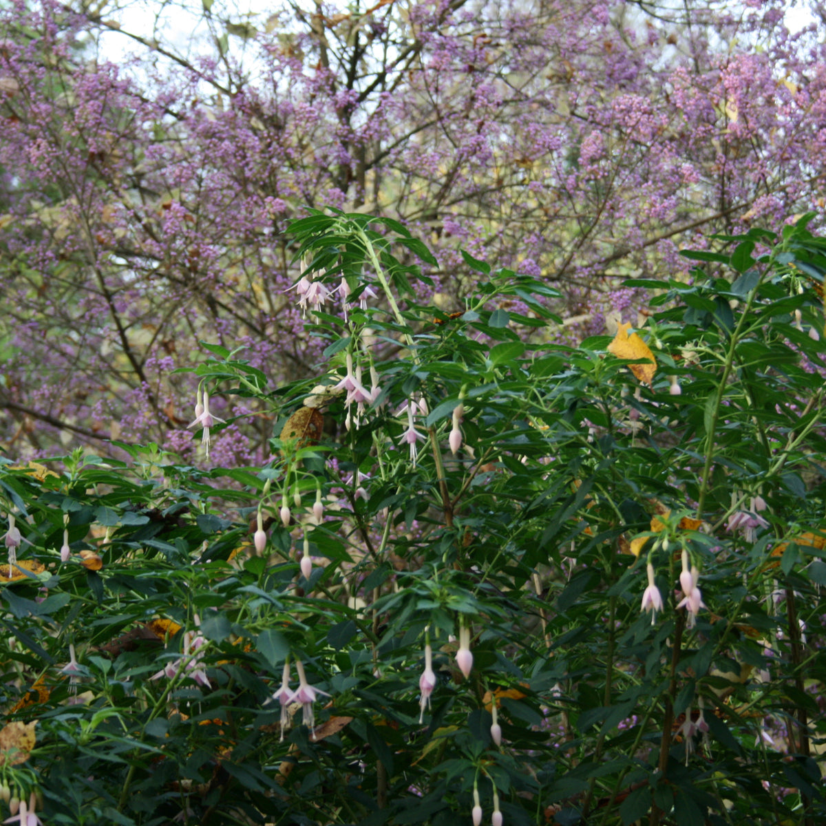 Fuchsia 'Whiteknights Pearl' – Ballyrobert Gardens
