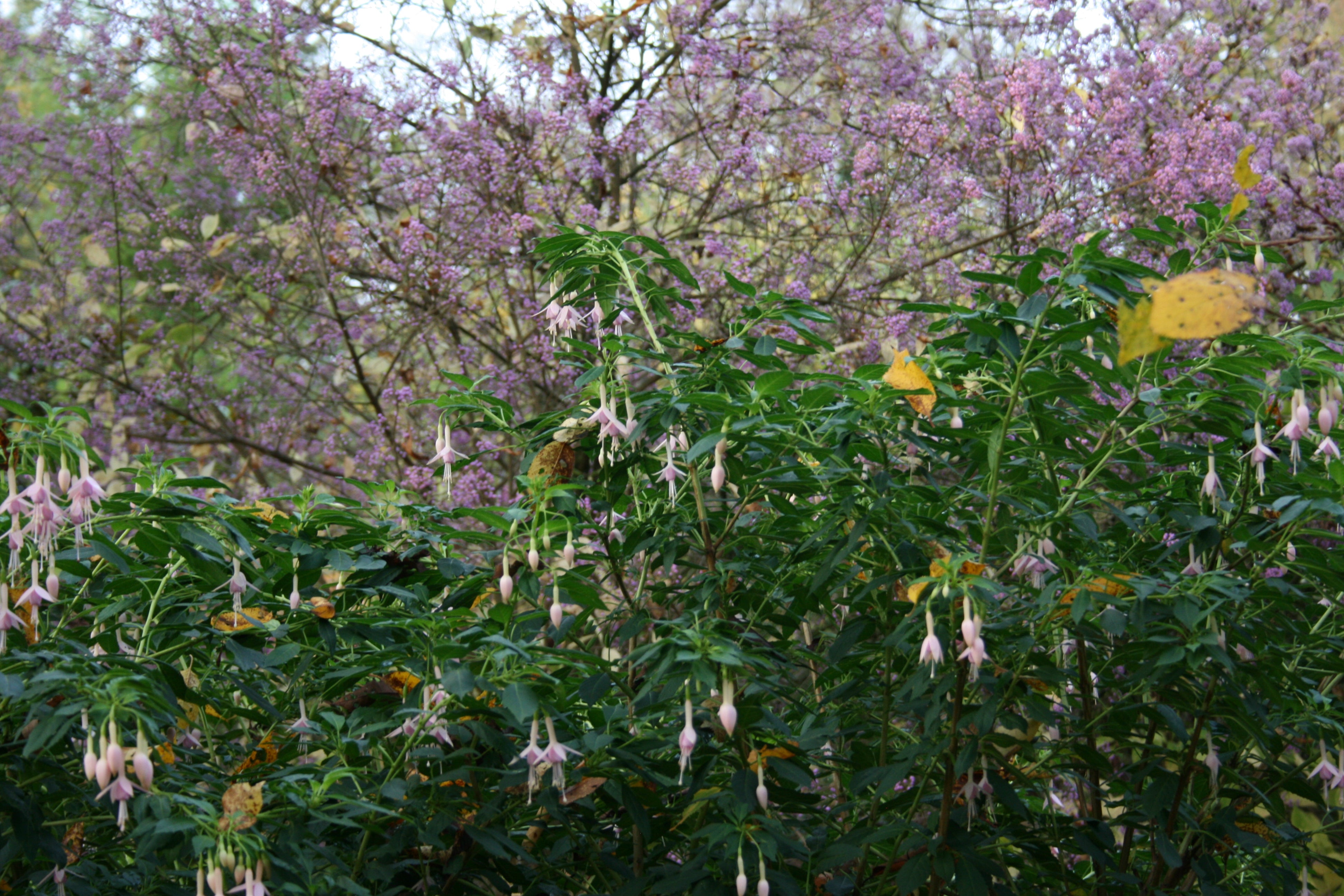 Fuchsia 'Whiteknights Pearl' – Ballyrobert Gardens