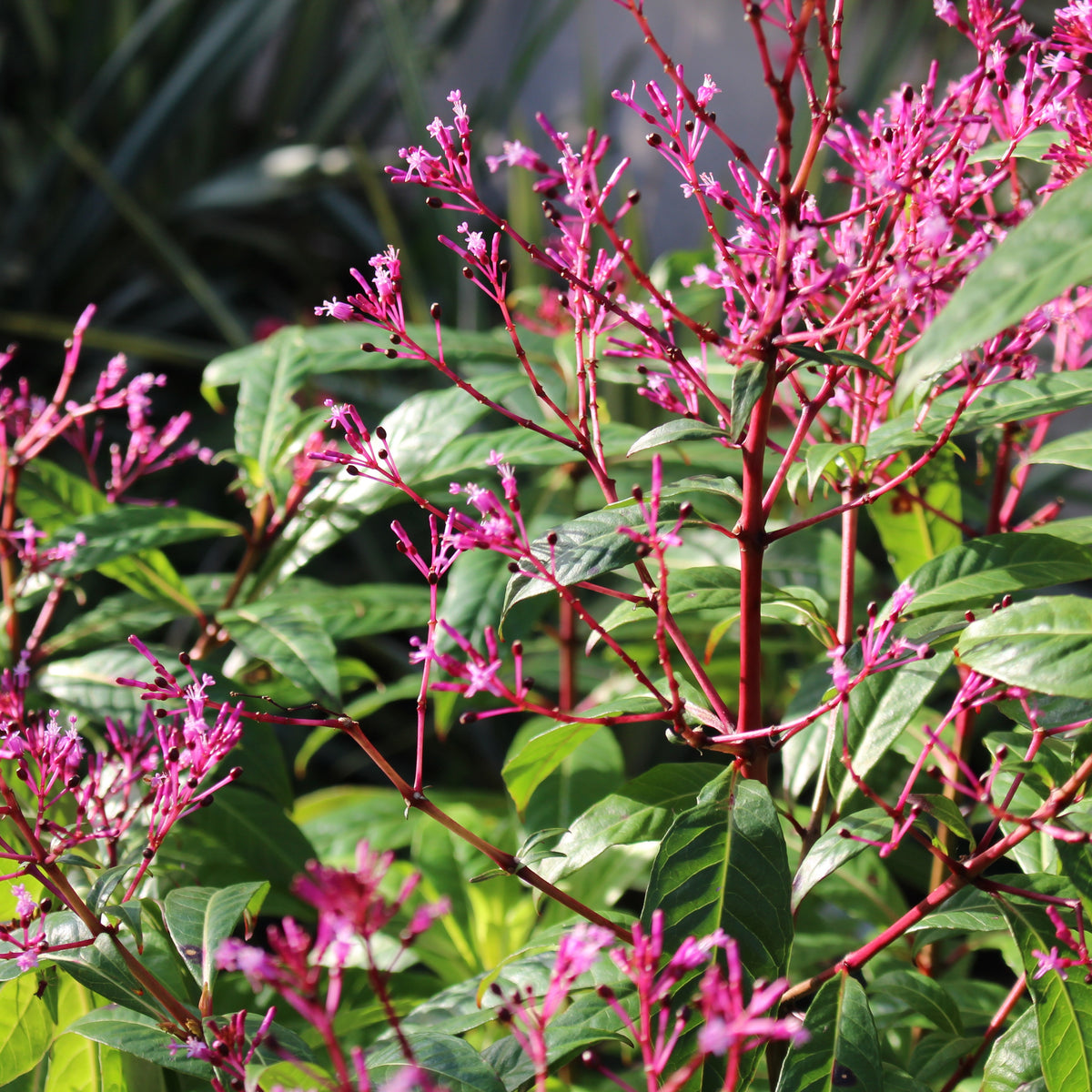 Fuchsia arborescens – Ballyrobert Gardens
