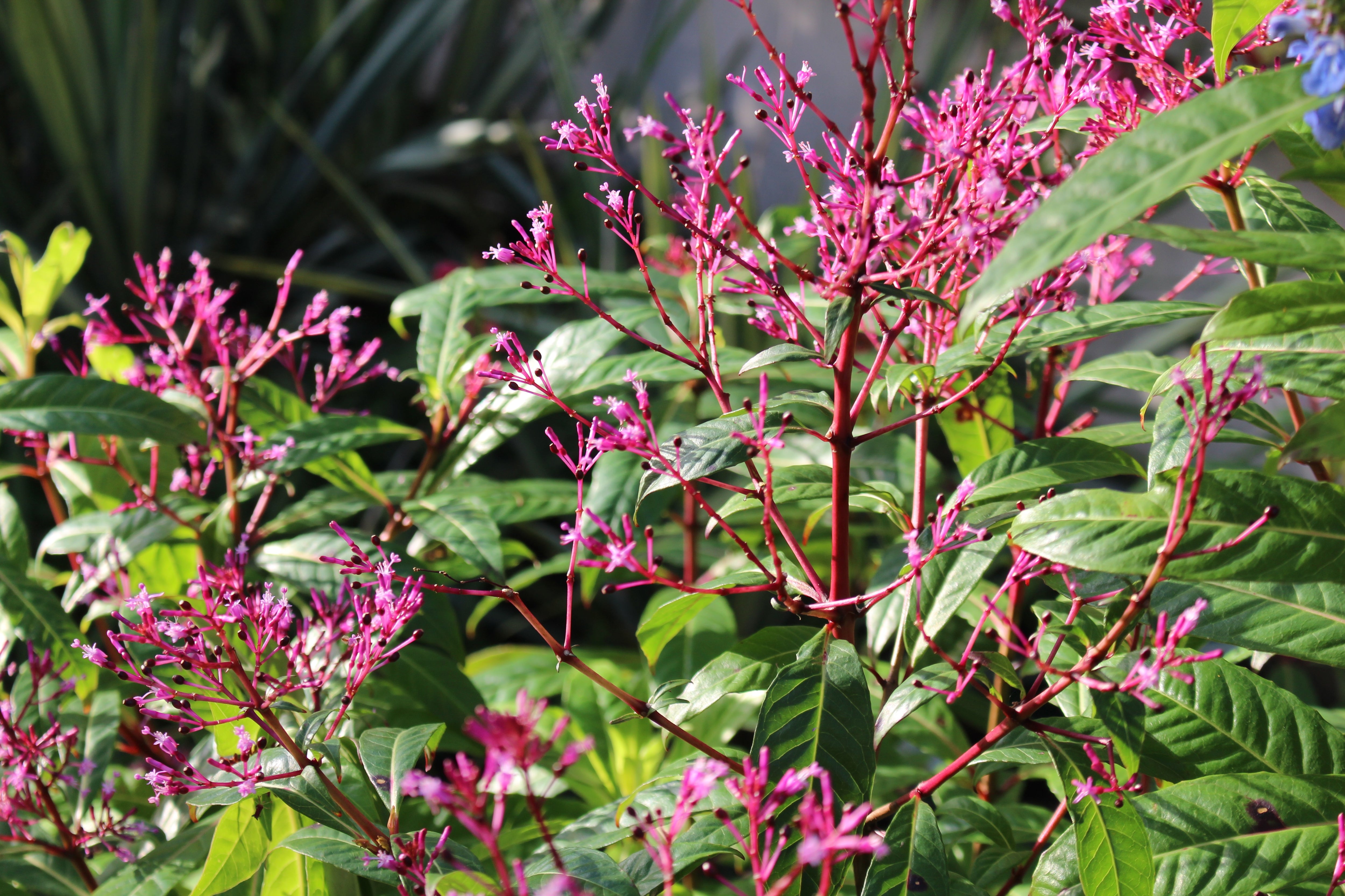 Fuchsia arborescens – Ballyrobert Gardens