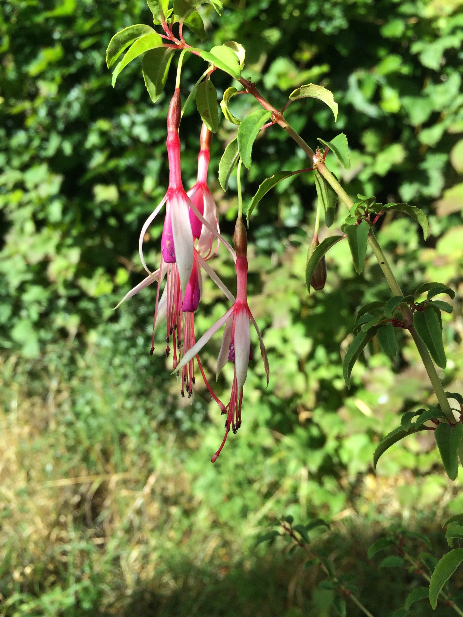 Fuchsia magellanica 'Lady Bacon' – Ballyrobert Gardens