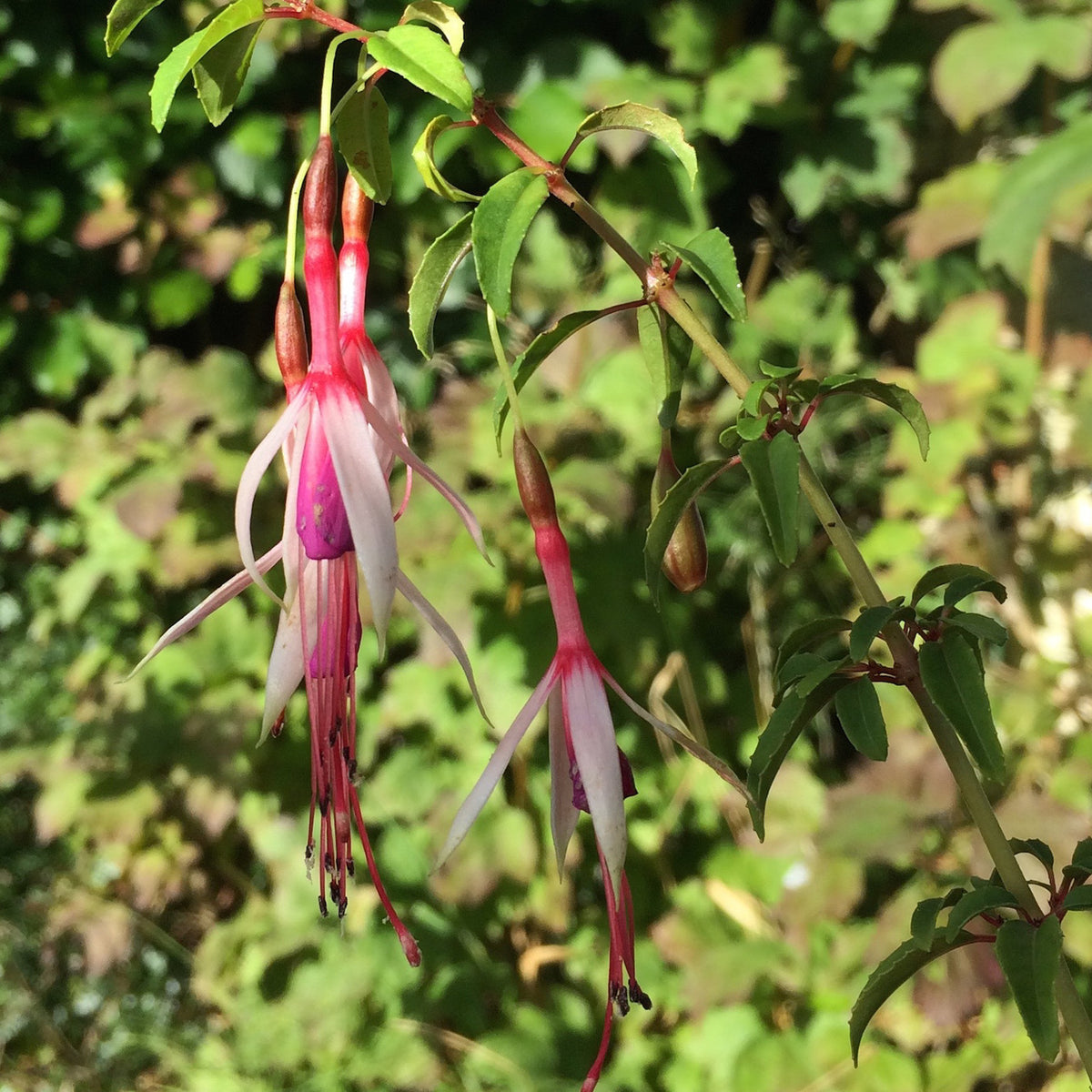 Fuchsia magellanica 'Lady Bacon' – Ballyrobert Gardens