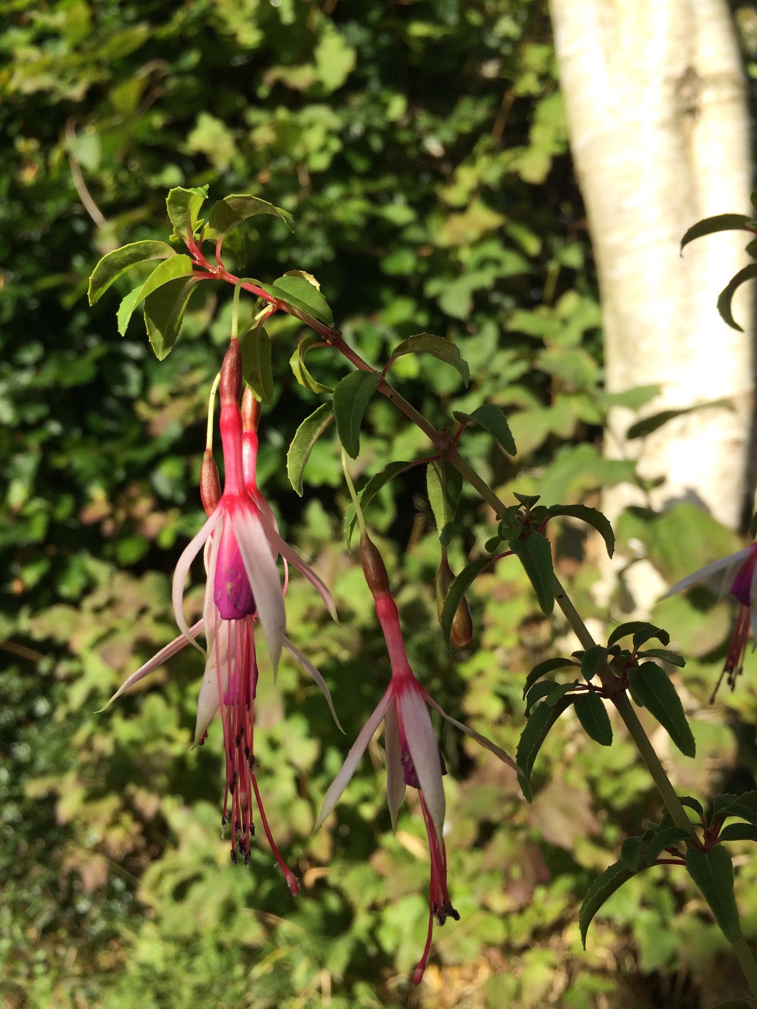 Fuchsia magellanica 'Lady Bacon' – Ballyrobert Gardens