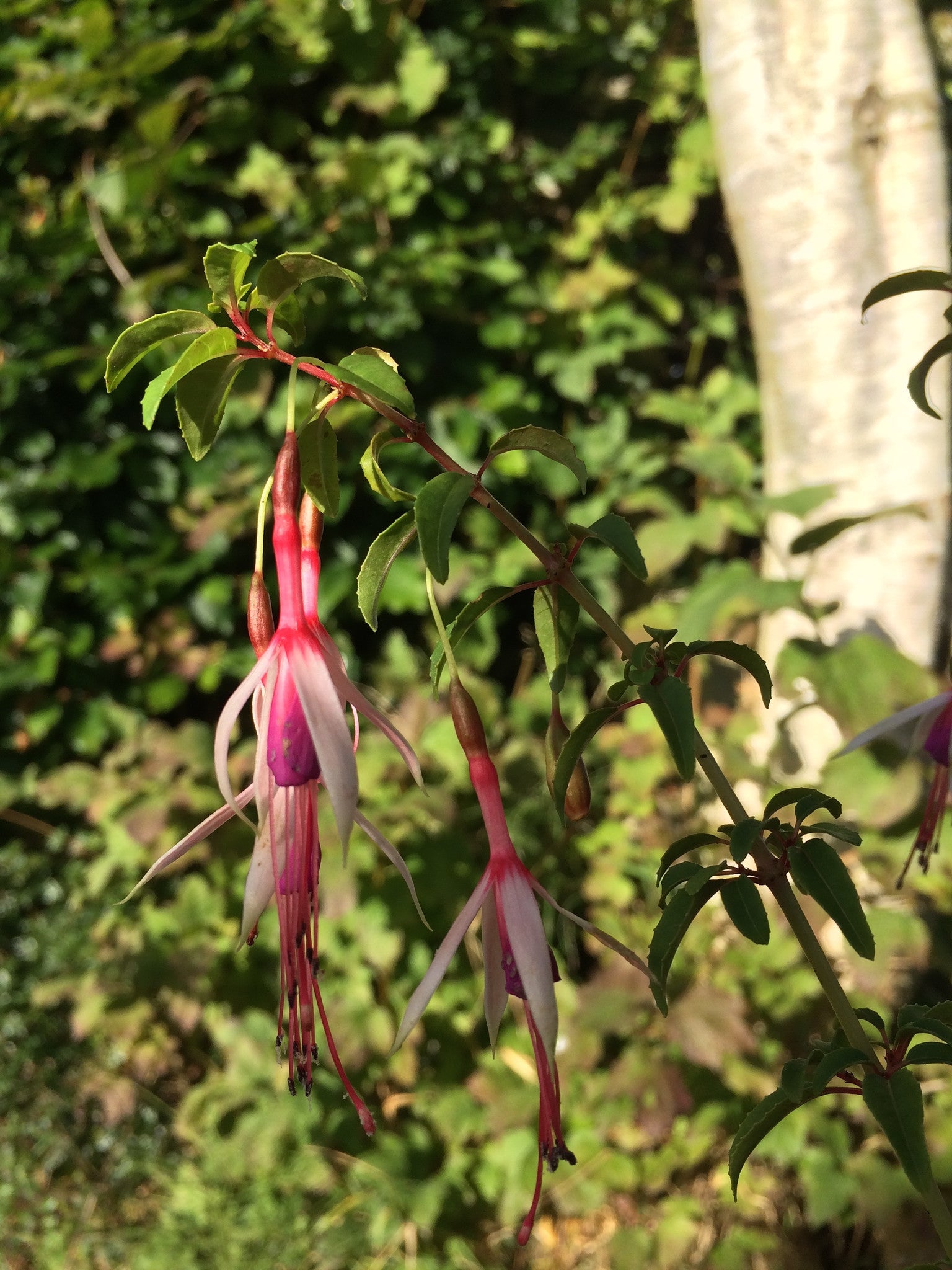 Fuchsia magellanica 'Lady Bacon' – Ballyrobert Gardens