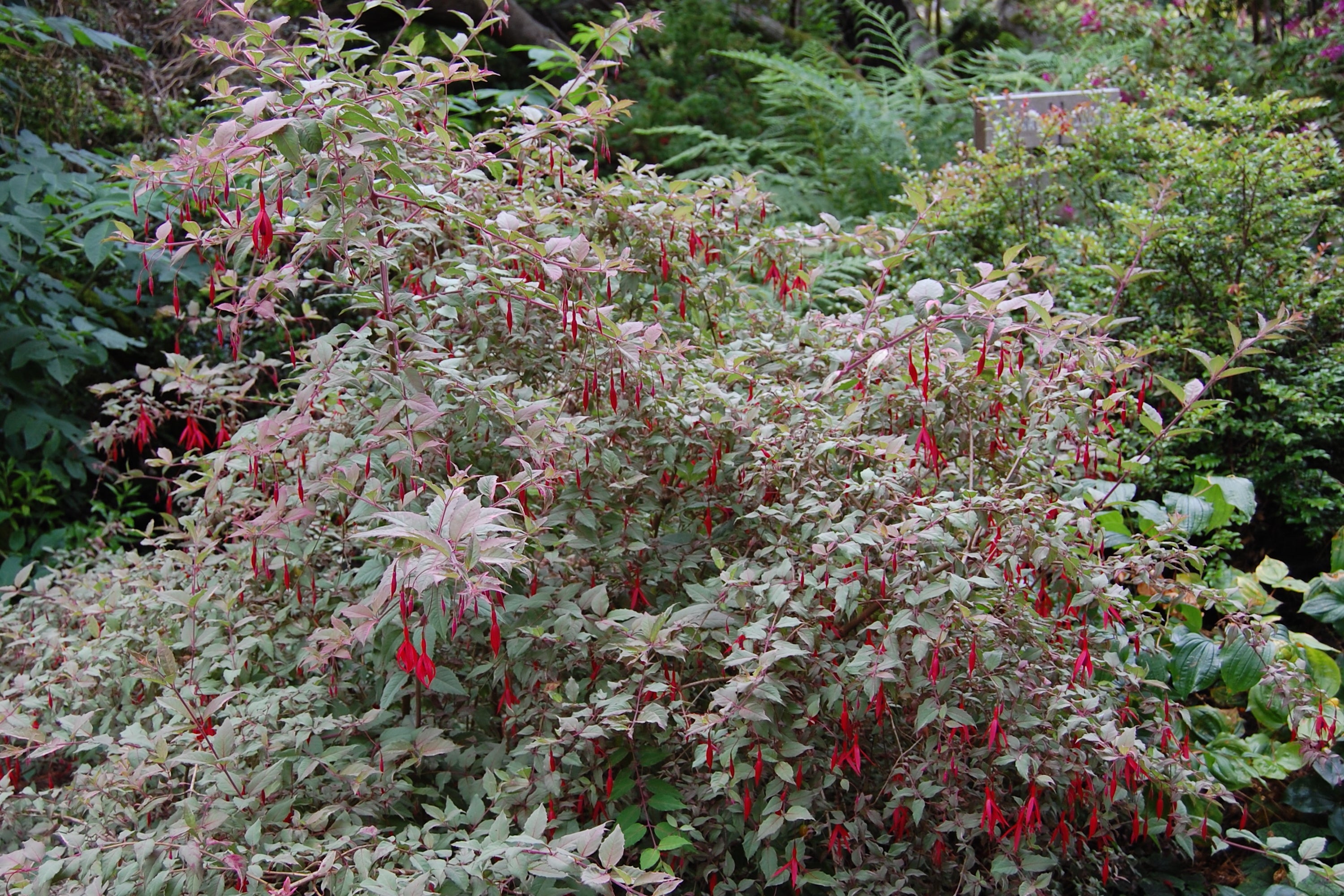 Fuchsia magellanica var. gracilis 'Versicolor' (v) – Ballyrobert Gardens