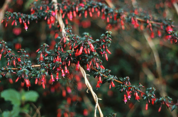 Fuchsia microphylla – Ballyrobert Gardens