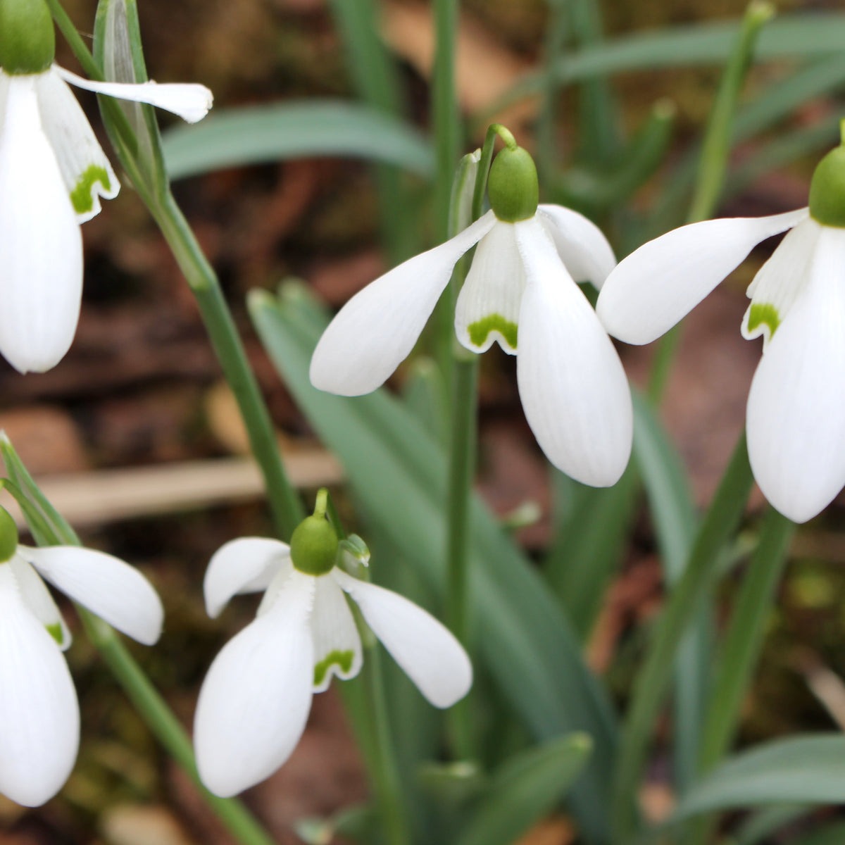 Galanthus 'Brenda Troyle' – Ballyrobert Gardens