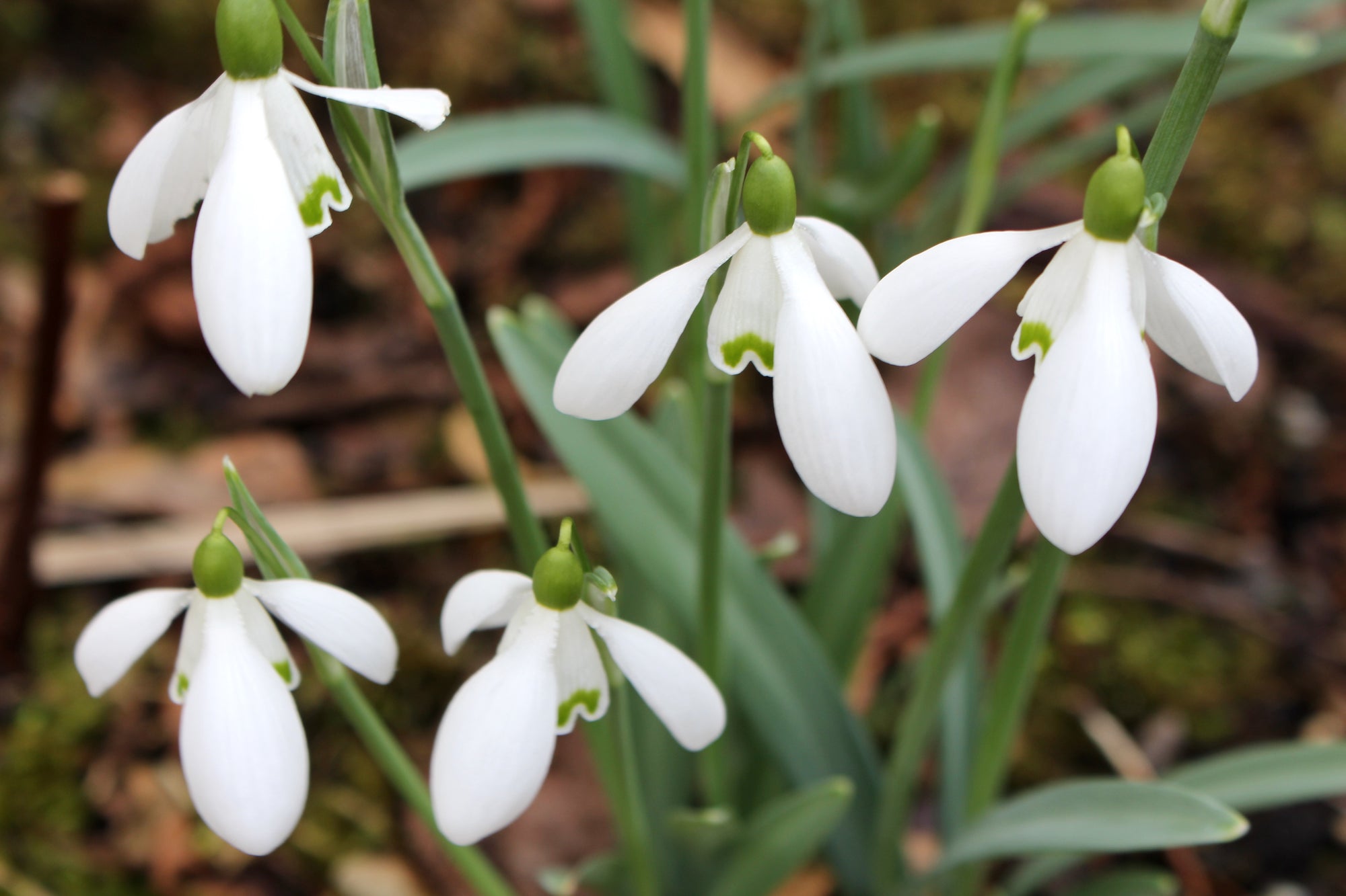Galanthus 'Brenda Troyle' – Ballyrobert Gardens