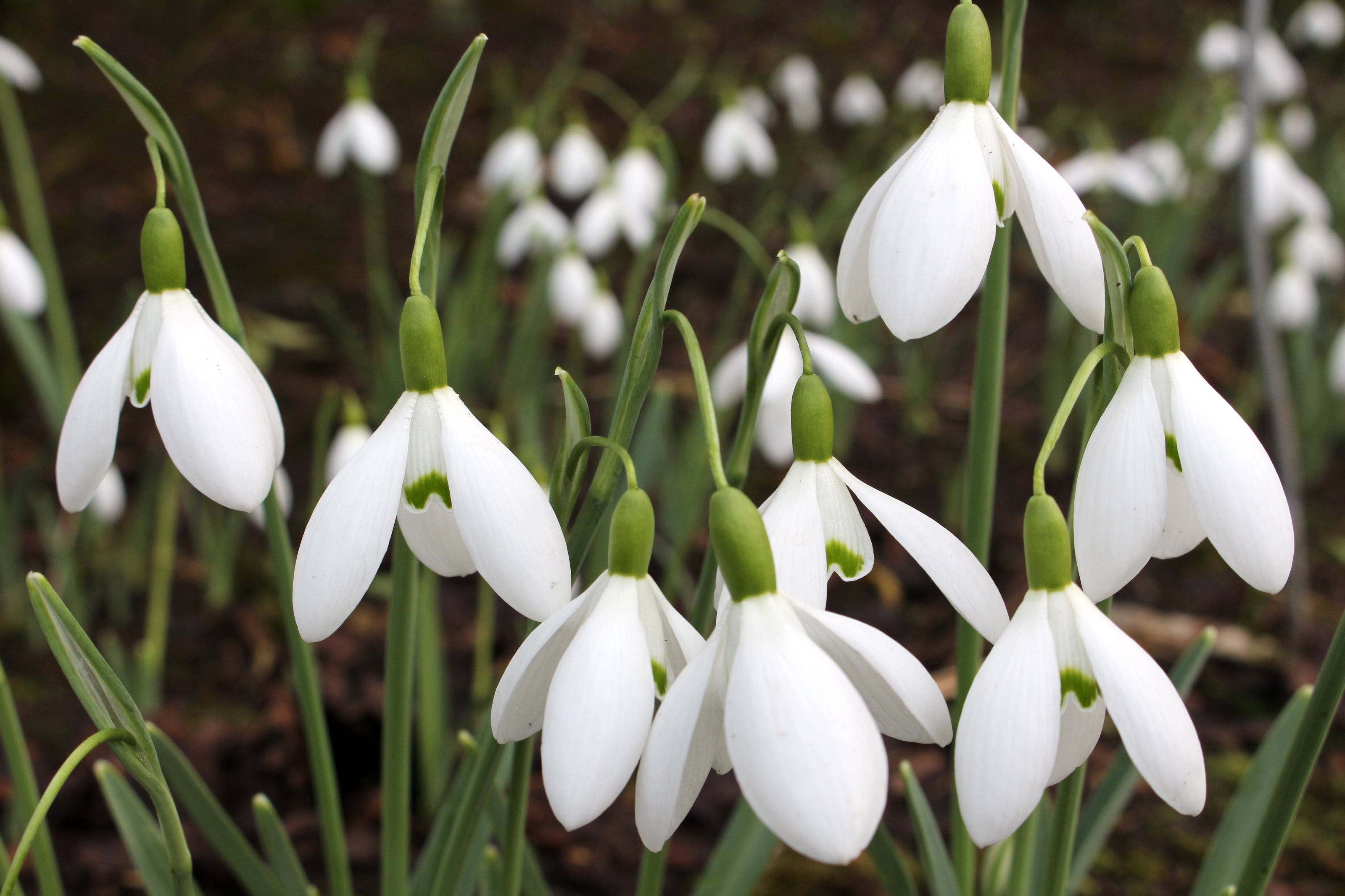 Galanthus 'Galatea' – Ballyrobert Gardens