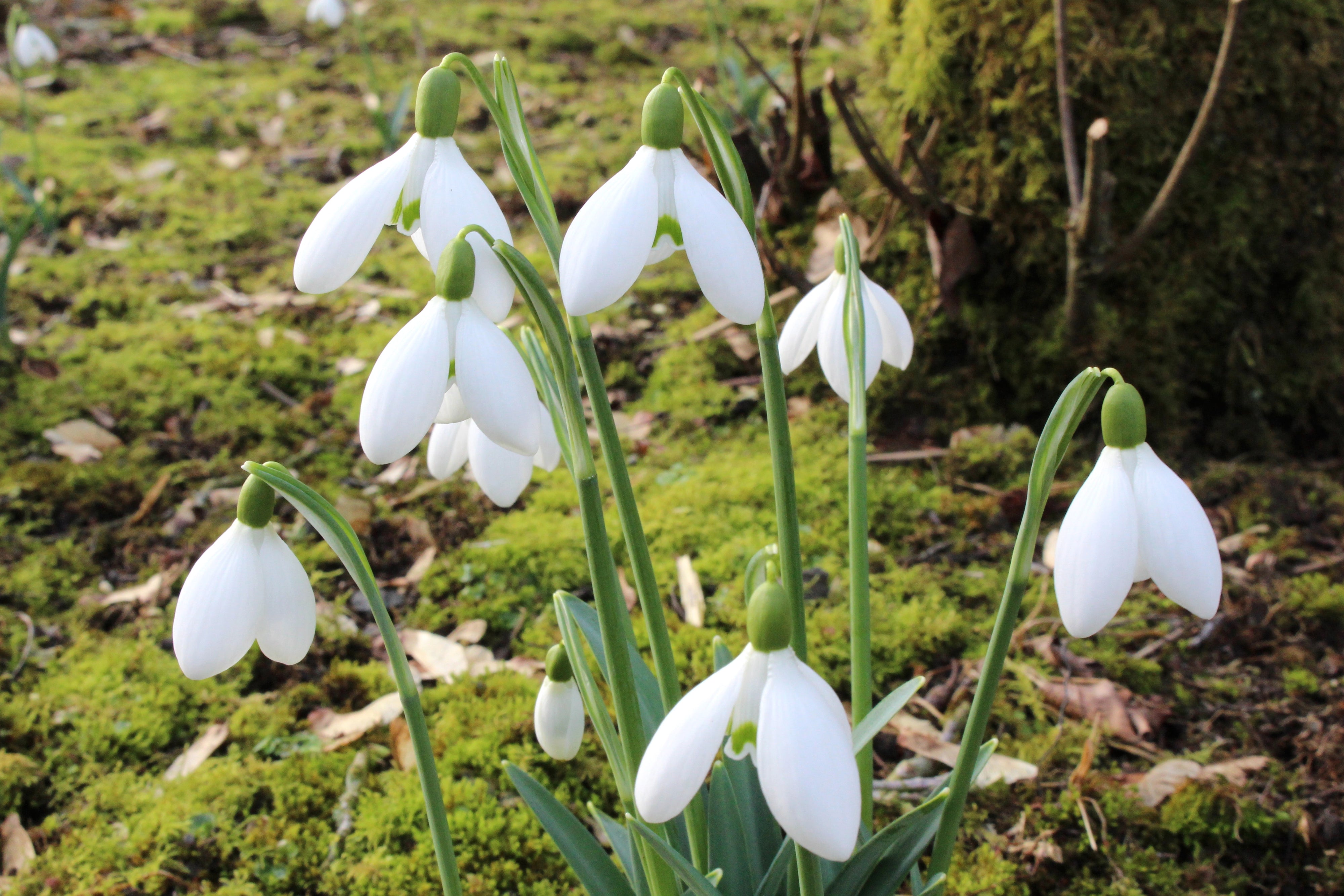 Galanthus 'Ginns' – Ballyrobert Gardens