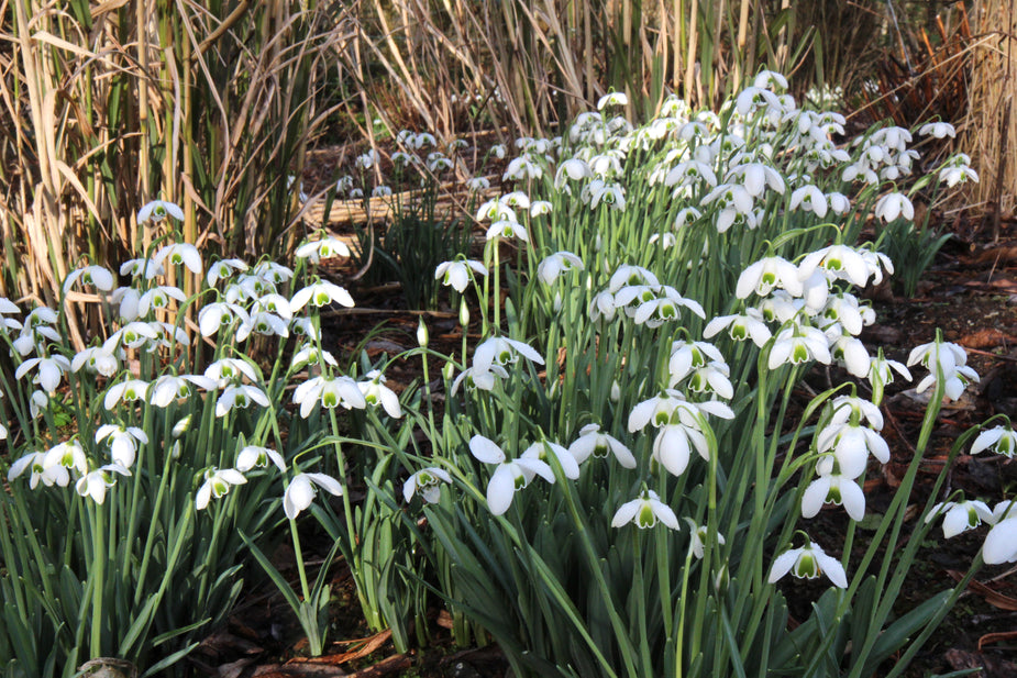 Galanthus 'Jacquenetta' (d) – Ballyrobert Gardens