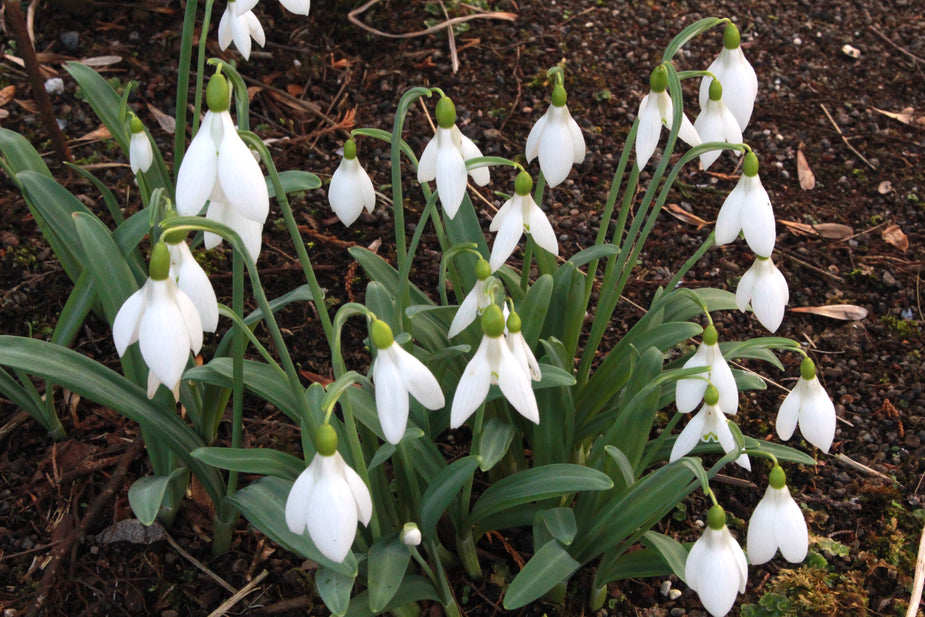 Galanthus 'Washfield Warham' – Ballyrobert Gardens