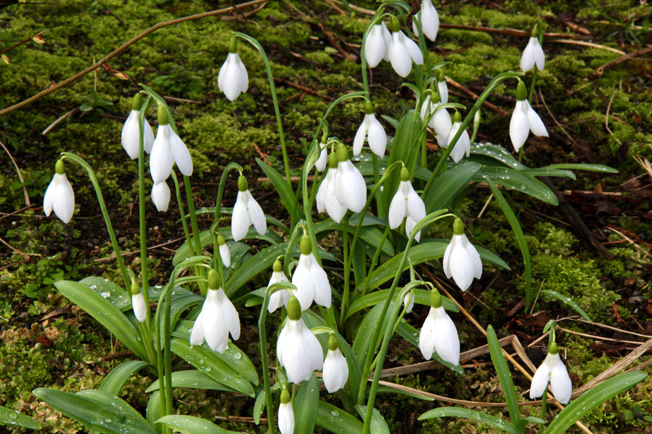 Galanthus 'Washfield Warham' – Ballyrobert Gardens