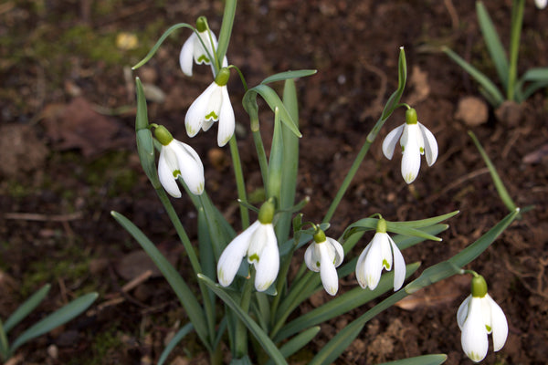 Galanthus nivalis Scharlockii Group – Ballyrobert Gardens