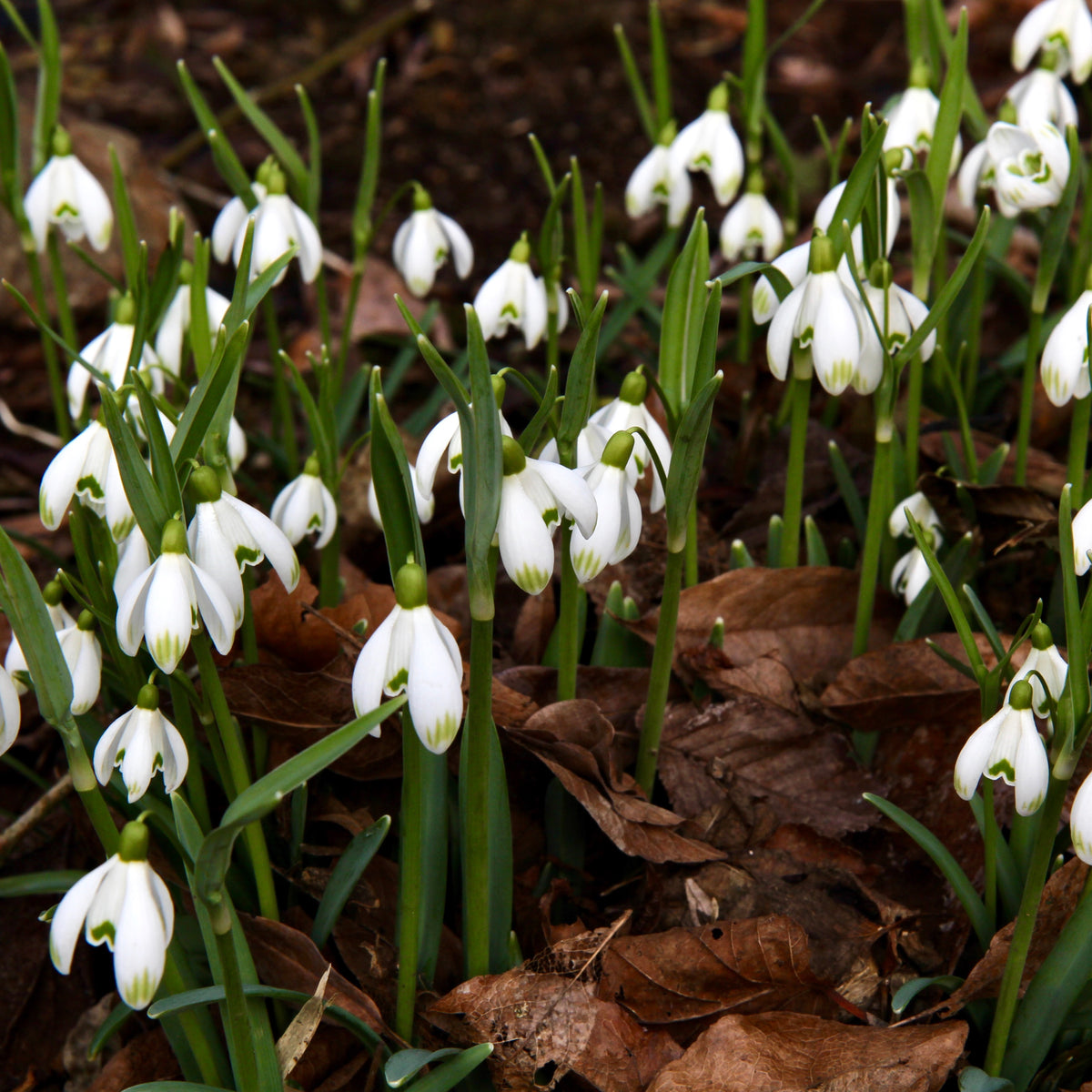 Galanthus nivalis Scharlockii Group – Ballyrobert Gardens