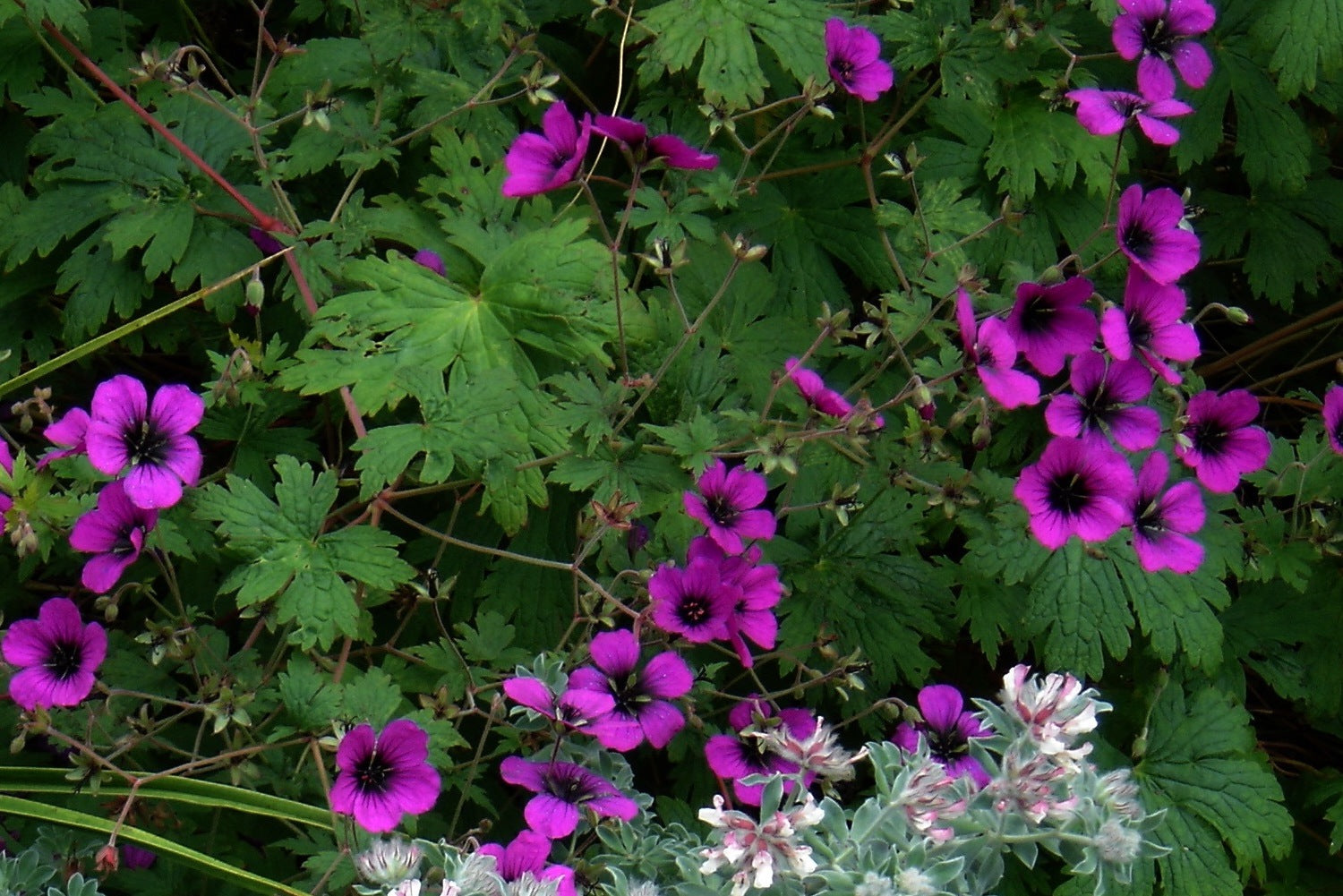 Geranium 'Anne Thomson' – Ballyrobert Gardens