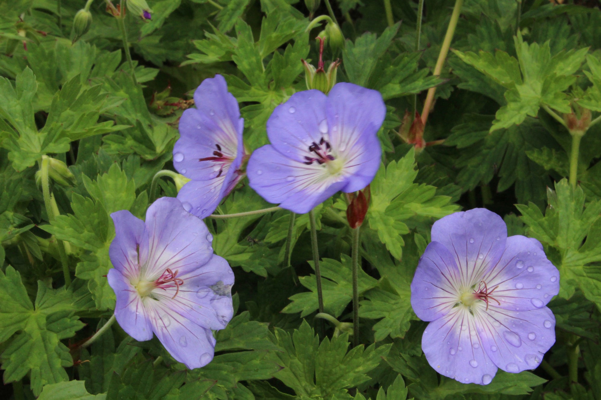 Geranium 'Azure Rush' – Ballyrobert Gardens