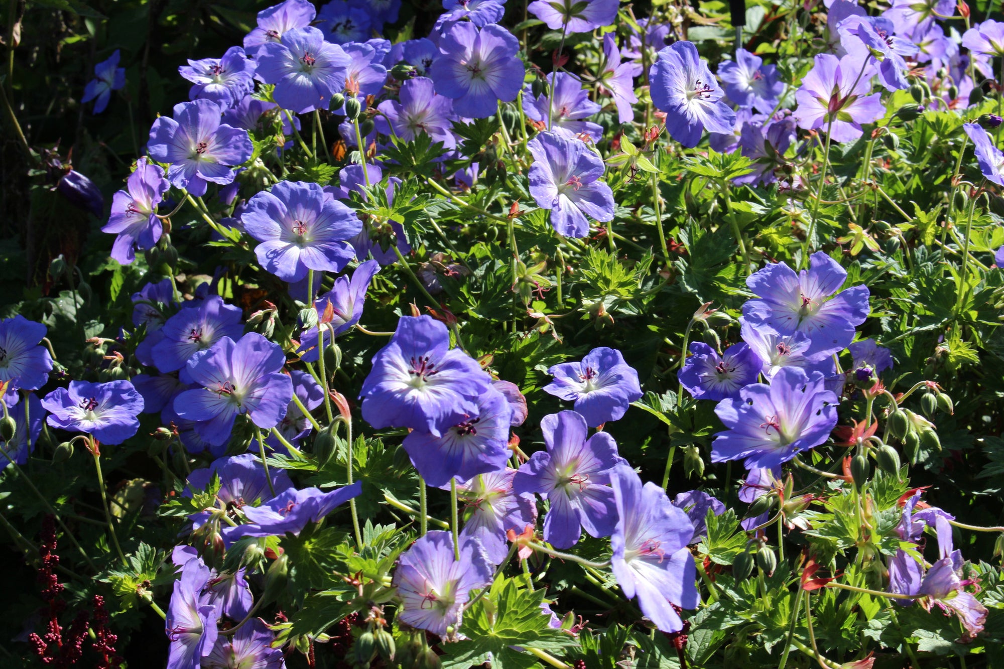 Geranium 'Azure Rush' – Ballyrobert Gardens