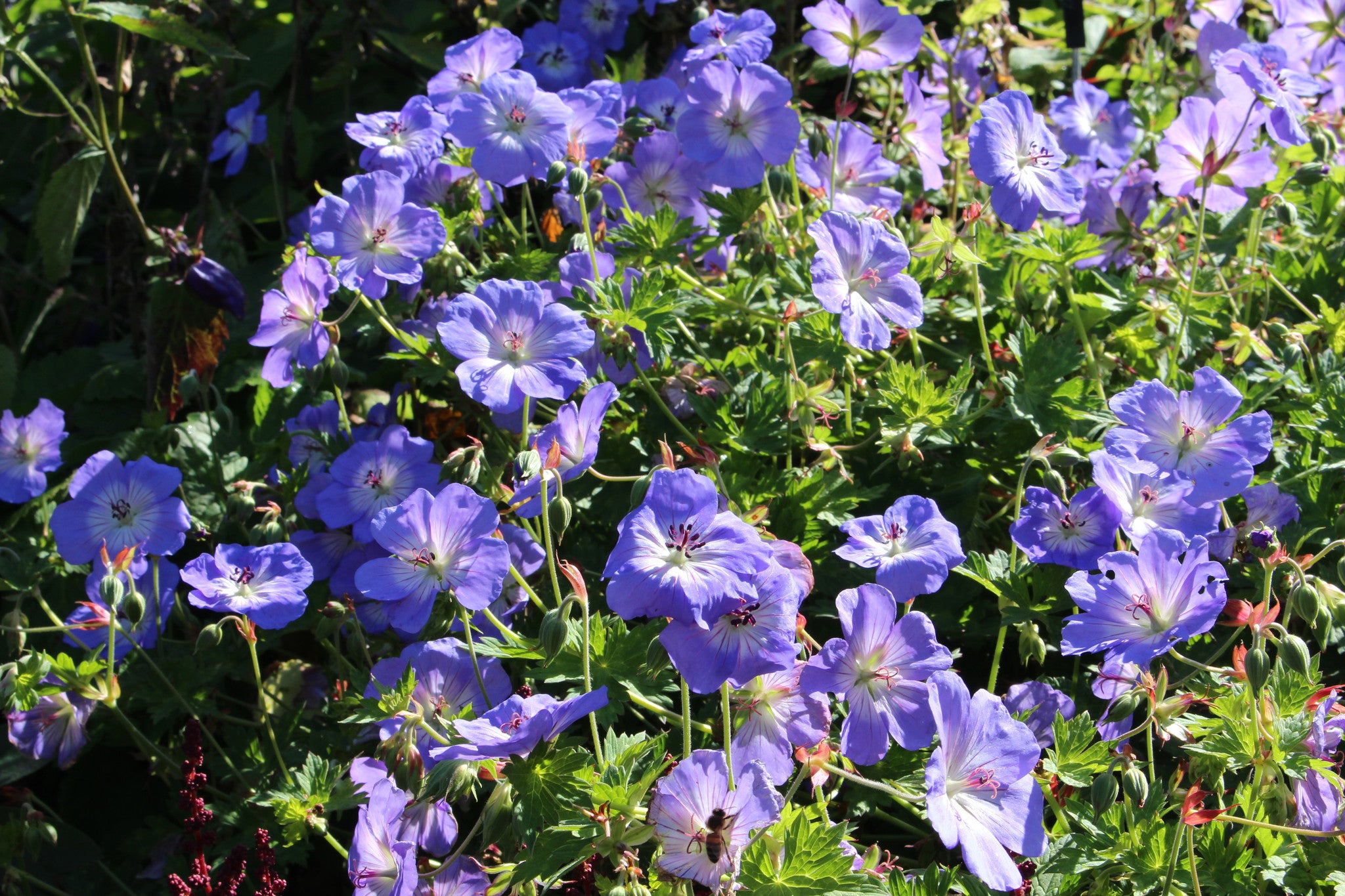 Geranium 'Azure Rush' – Ballyrobert Gardens
