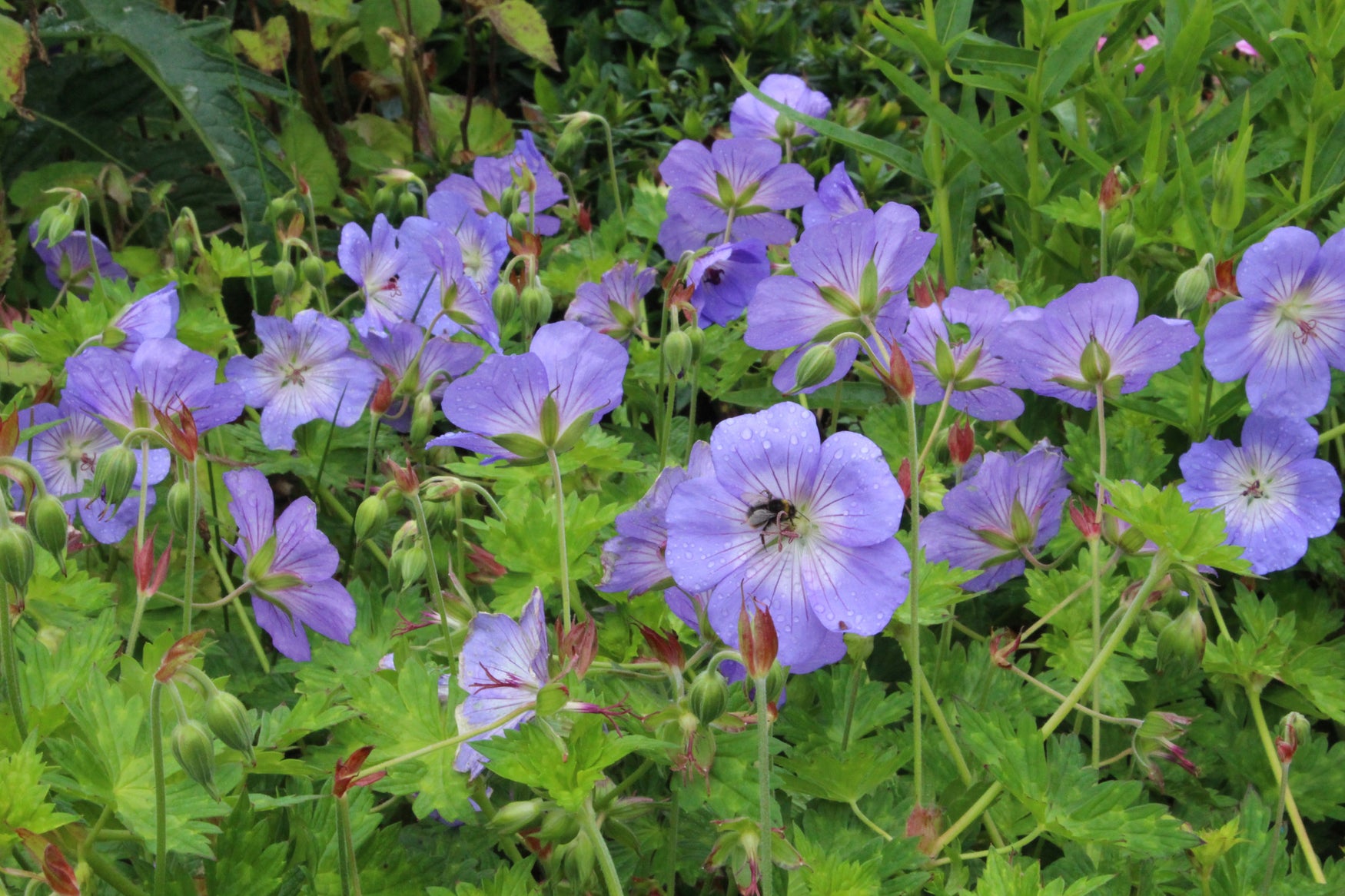 Geranium 'Azure Rush' – Ballyrobert Gardens