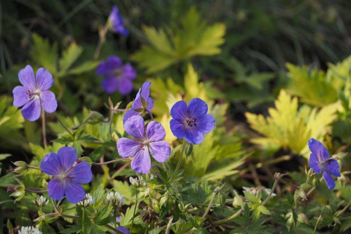 Geranium BLUE SUNRISE 'Blogold' – Ballyrobert Gardens