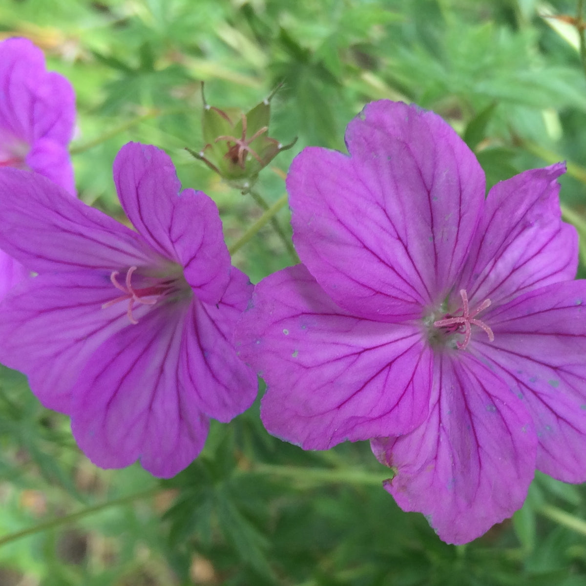 Geranium 'Blushing Turtle' – Ballyrobert Gardens