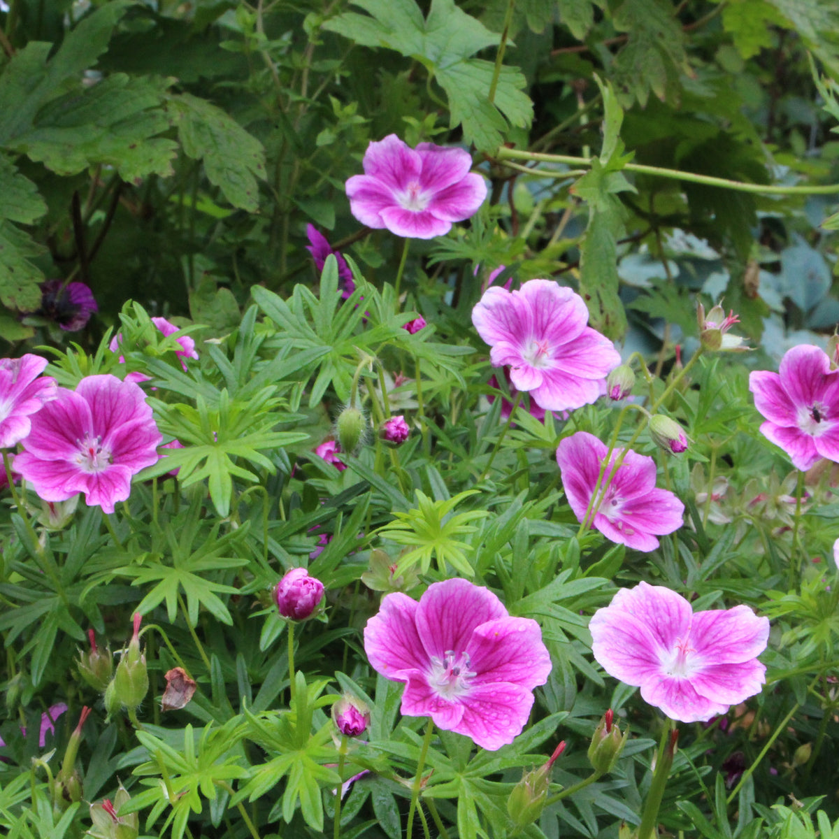 Geranium 'Elke' – Ballyrobert Gardens