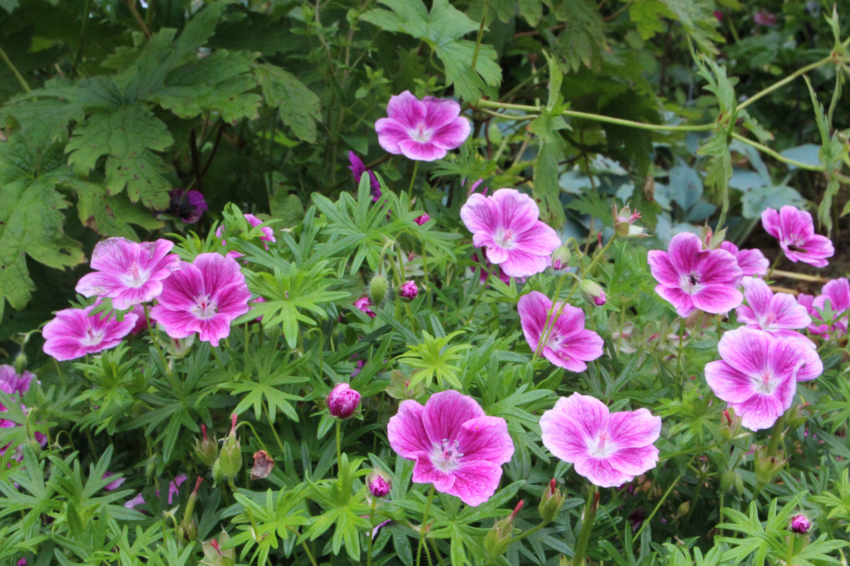 Geranium 'Elke' – Ballyrobert Gardens