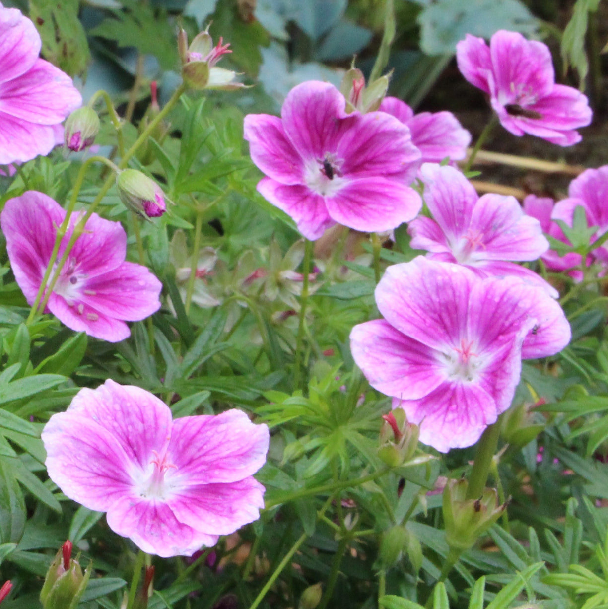 Geranium 'Elke' – Ballyrobert Gardens