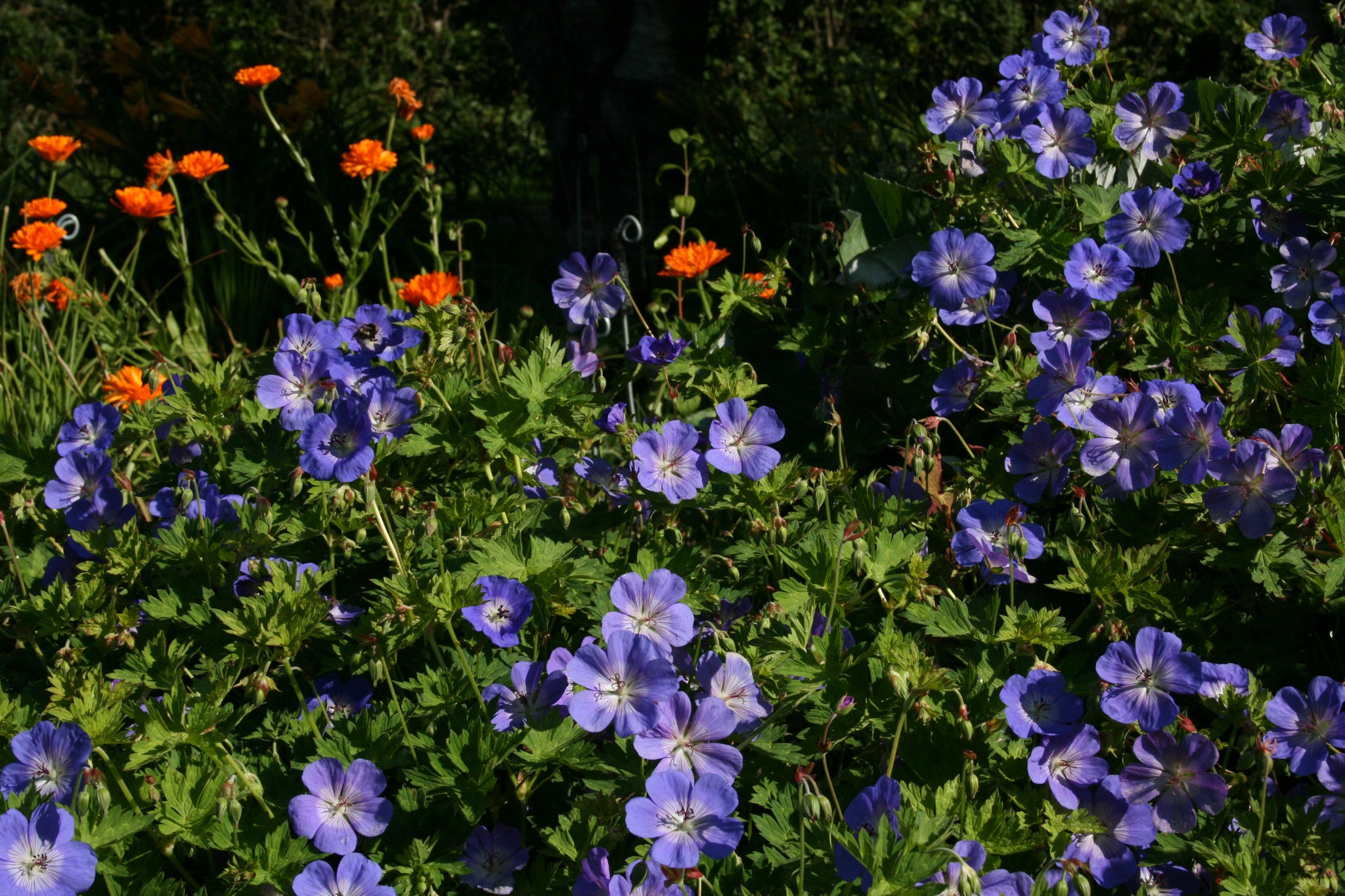 Geranium ROZANNE 'Gerwat' – Ballyrobert Gardens