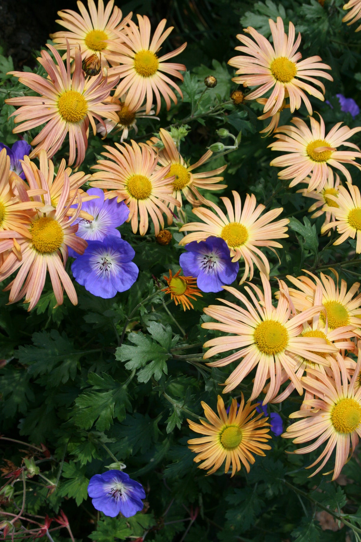 Geranium ROZANNE 'Gerwat' – Ballyrobert Gardens